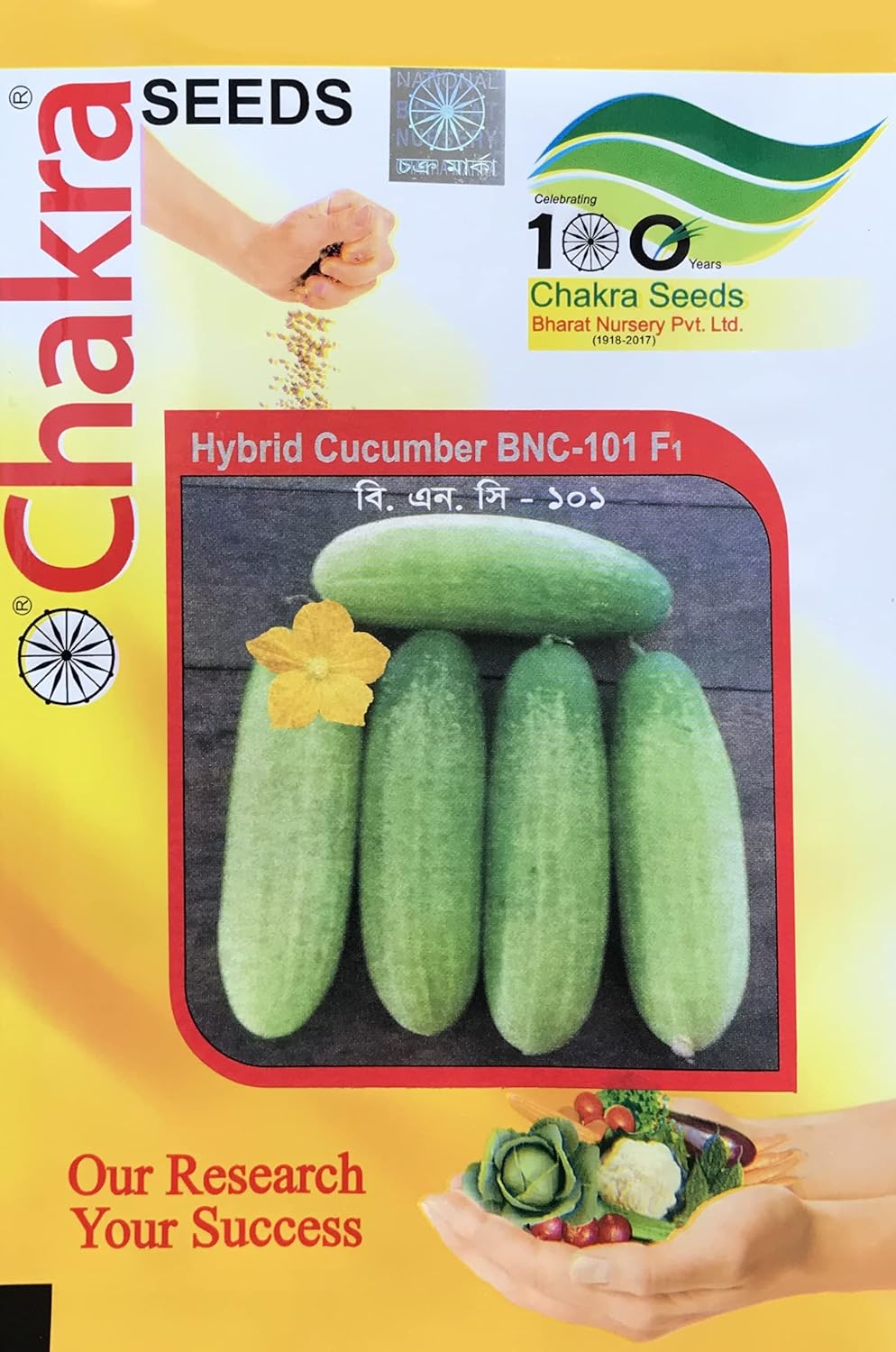 CHAKRA SEED Cucumber Hybrid F1 kheera high variety seed (BNC-101 ...