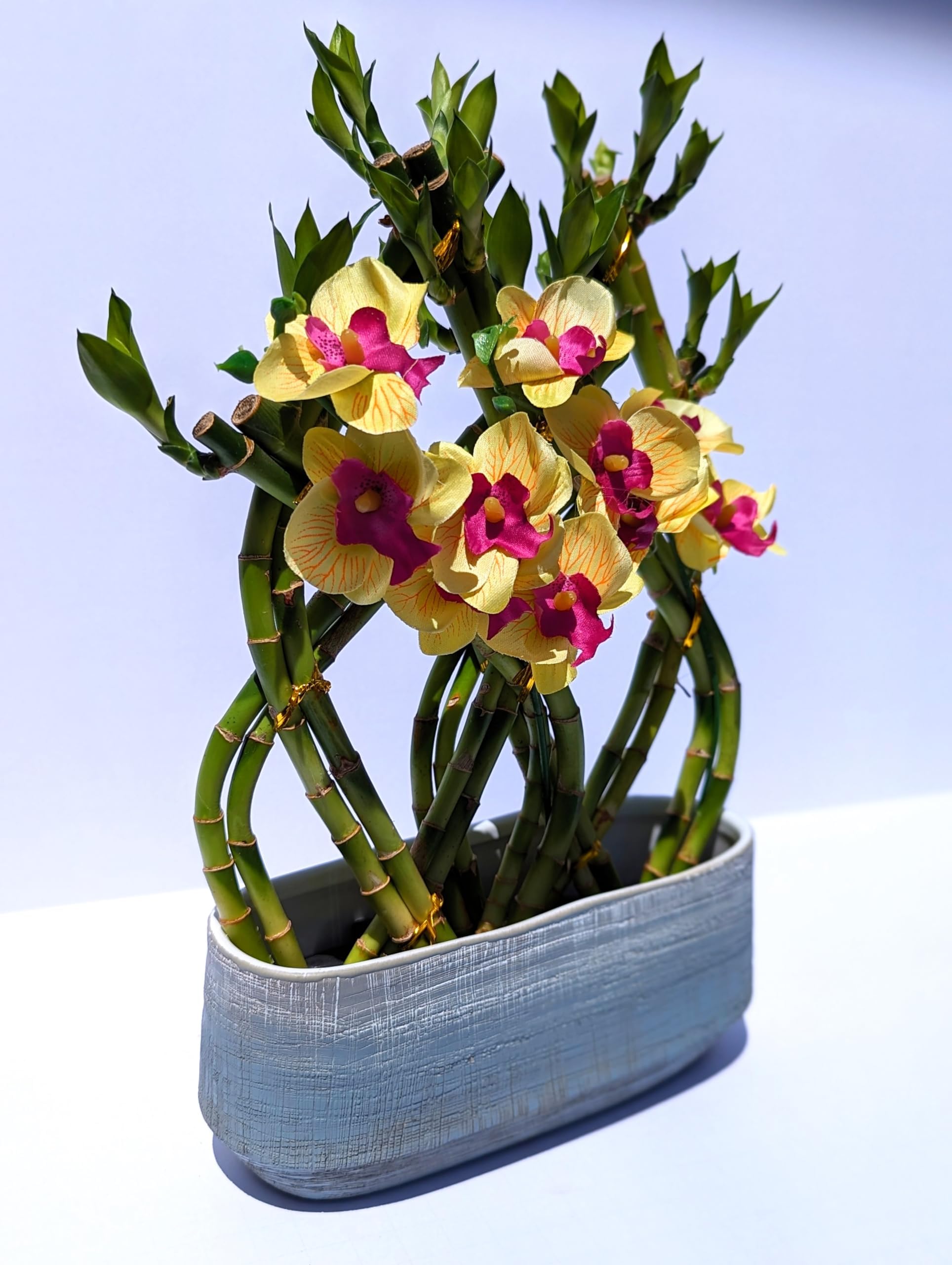 Amazon.com : 9GreenBox - Lucky Bamboo - 8 Braided with Black Ceramic ...