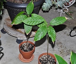 Amazon.com: Chocolate: Sweet Science & Dark Secrets of the World's ...