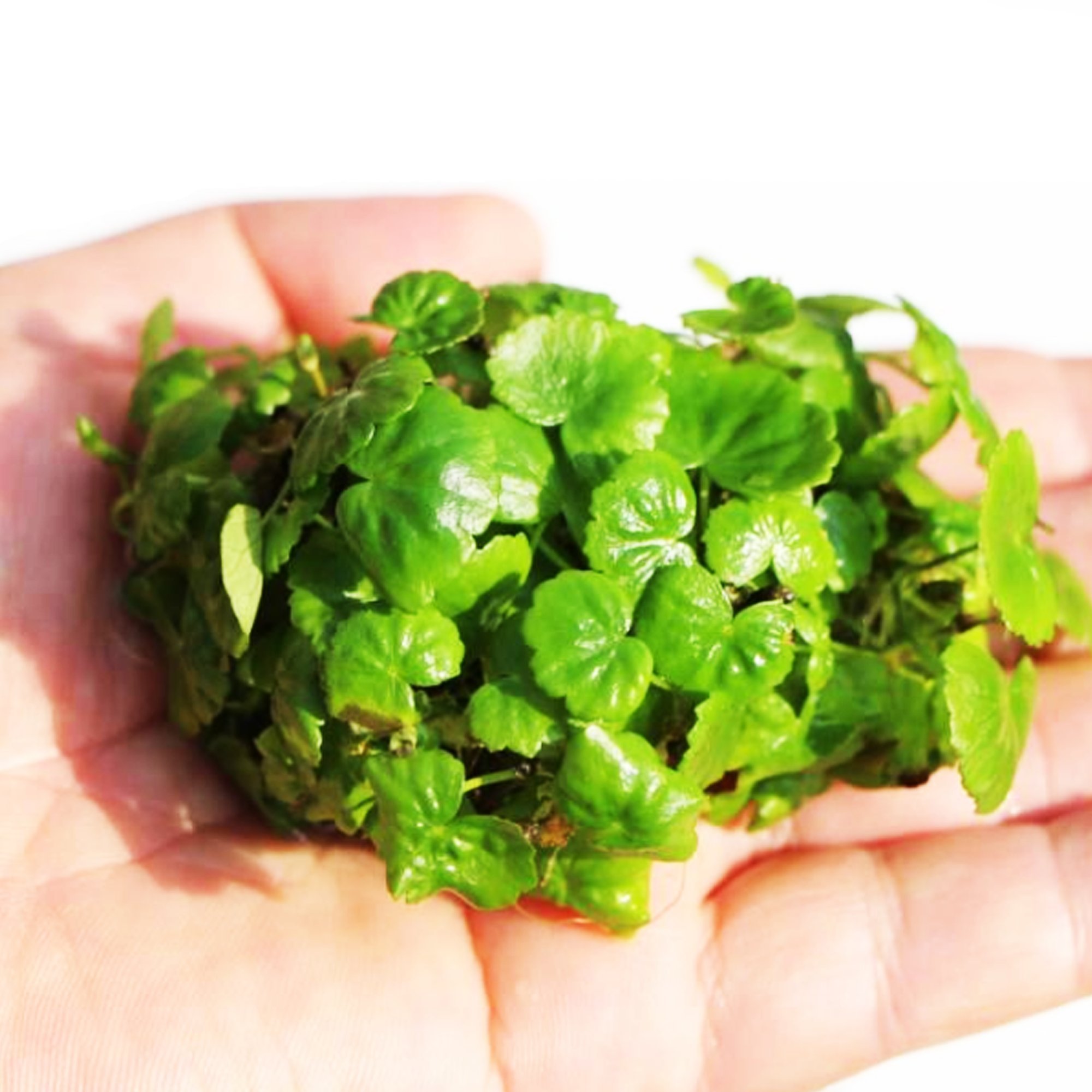 Hydrocotyle Sibthorpioides Aquarium