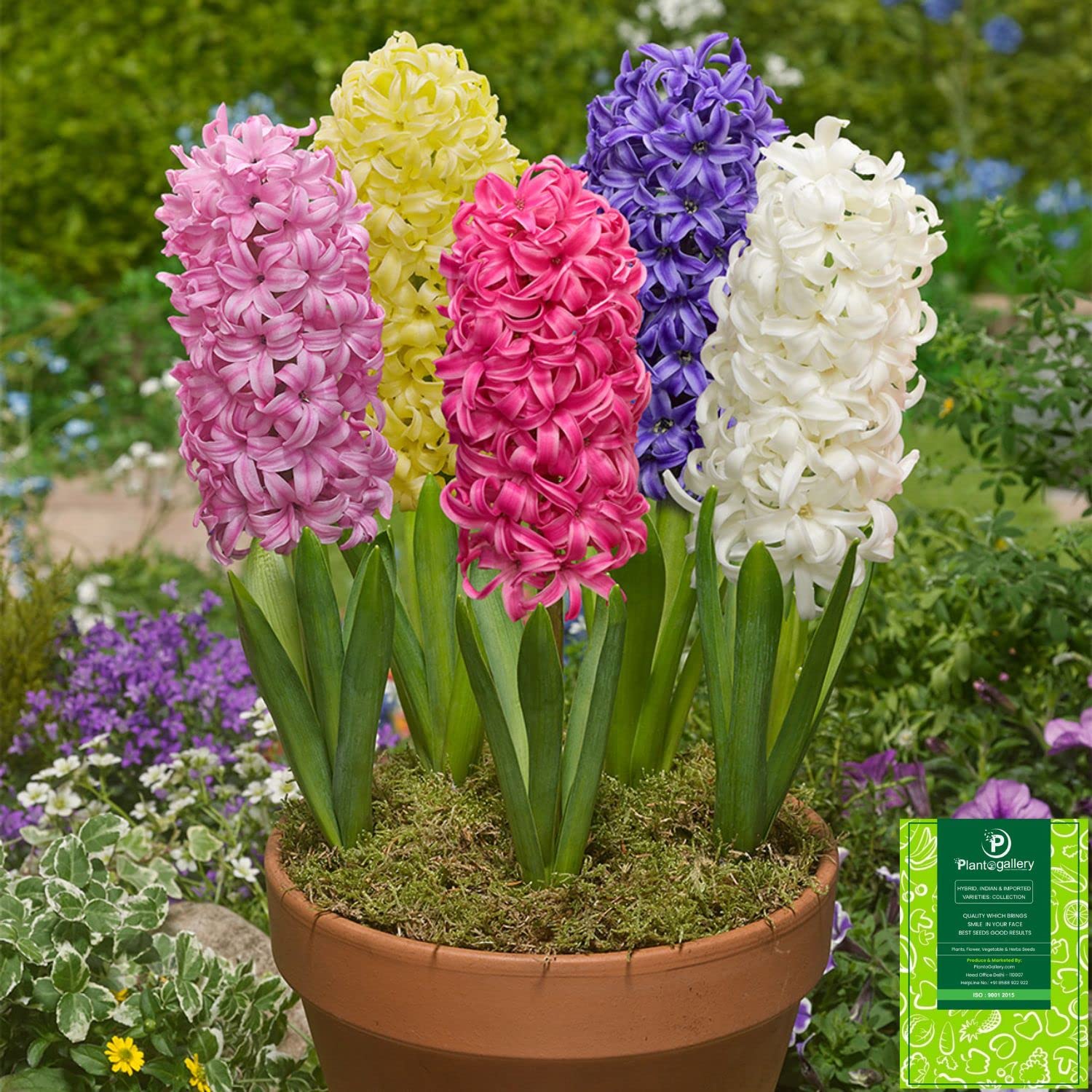 Hyacinth Dedication: Alan Shipp And His Hyacinths | The Biking