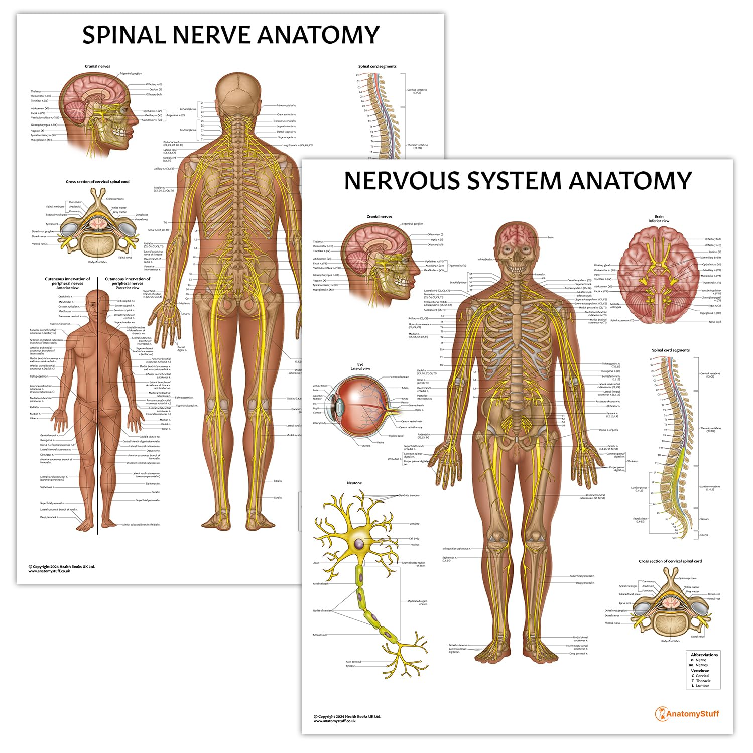 AnatomyStuff Nervous System and Spinal Nerve Anatomy Posters 2 PACK ...