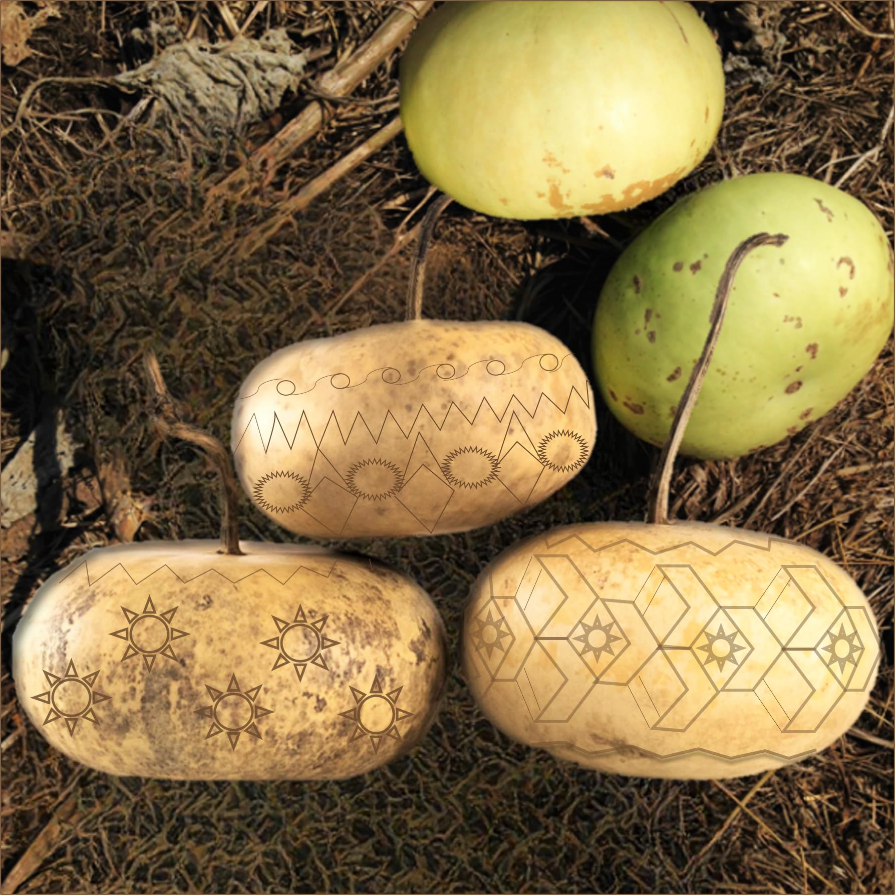 Jewelry Gourd Seeds Hard Shell Gourd Seeds – Meadowbrooke Gourds