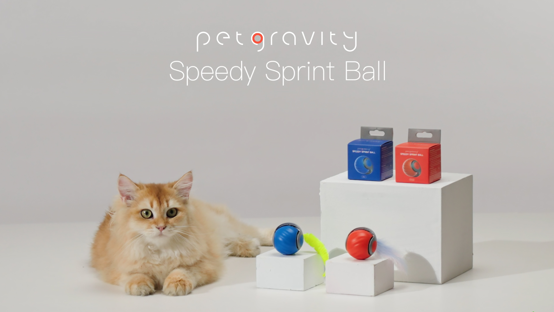 Watch Petgravity Speedy Sprint Ball Toy for Cat on Amazon Live