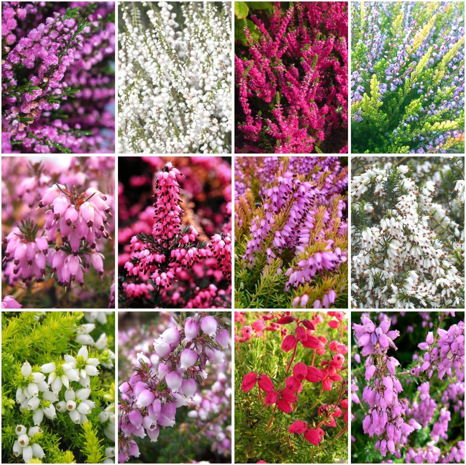 10 Mixed Established Garden SHRUBS * P9 POTS * NOT Plug Plants ...