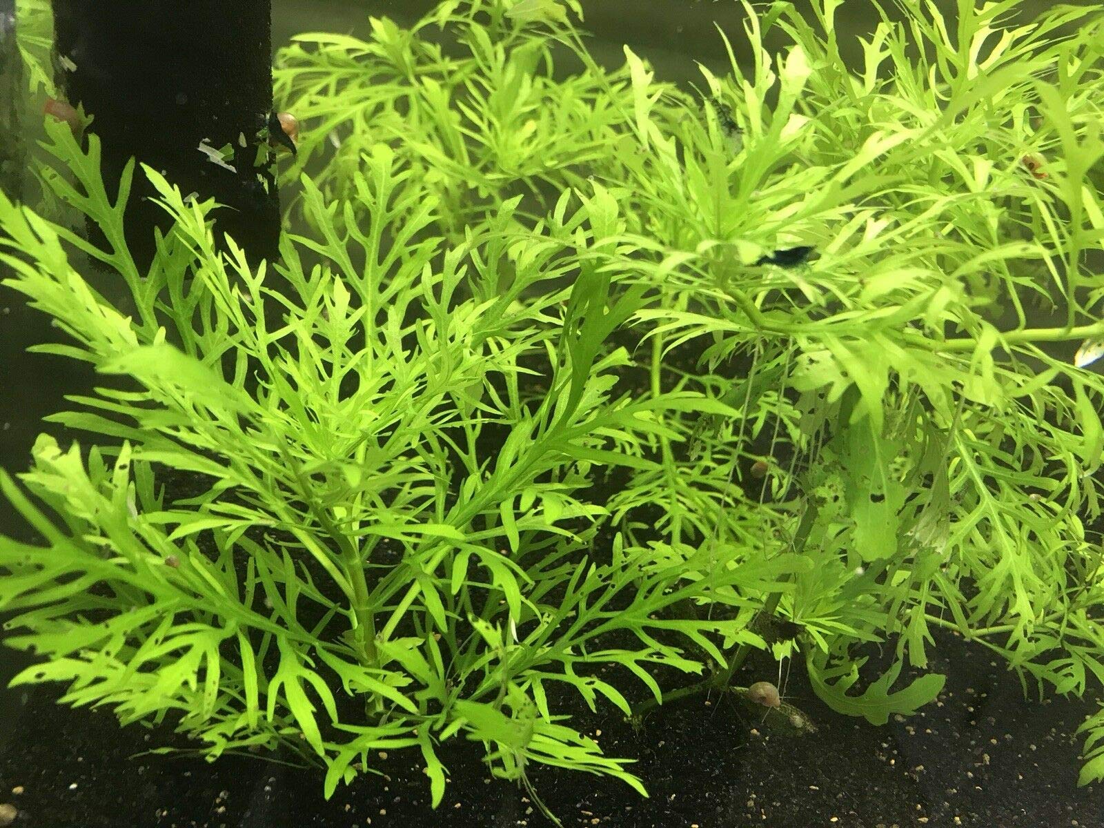 Hygrophila Difformis