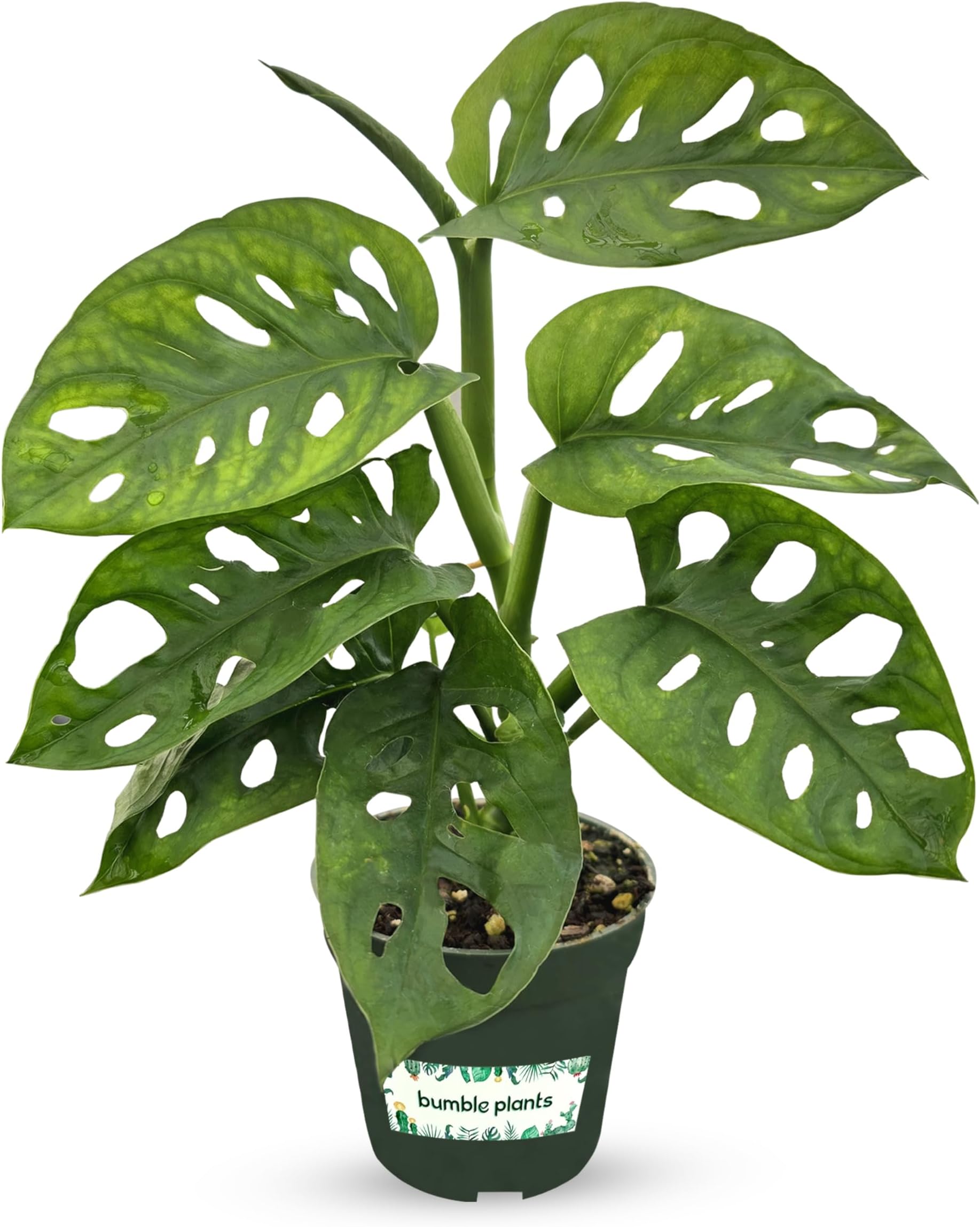 Amazon.com : Bumble Plants Monstera Adansonii Real Indoor Plants Live ...