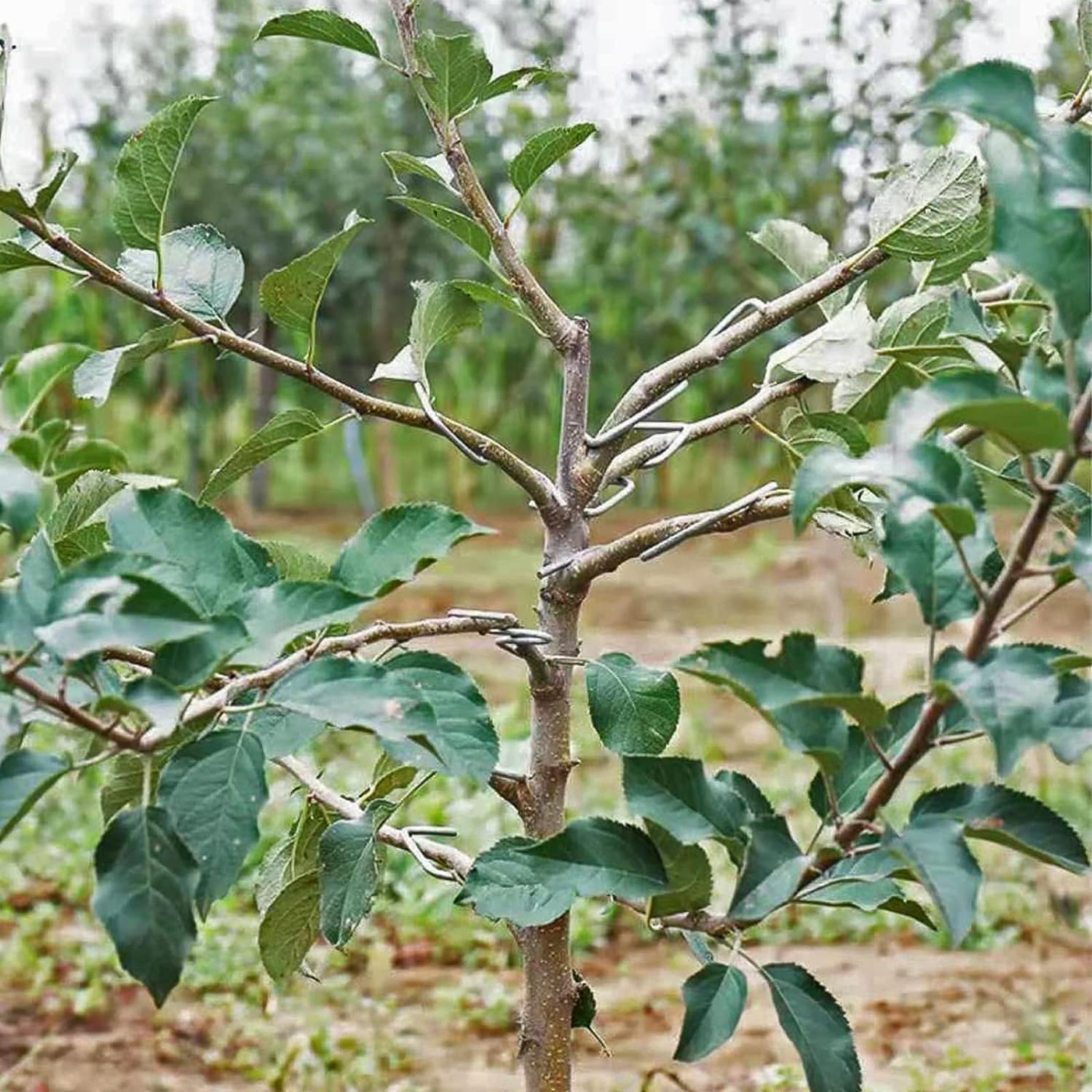 Fruit Tree Branch Spreader,Tree Branch Limb Spreader Nepal | Ubuy