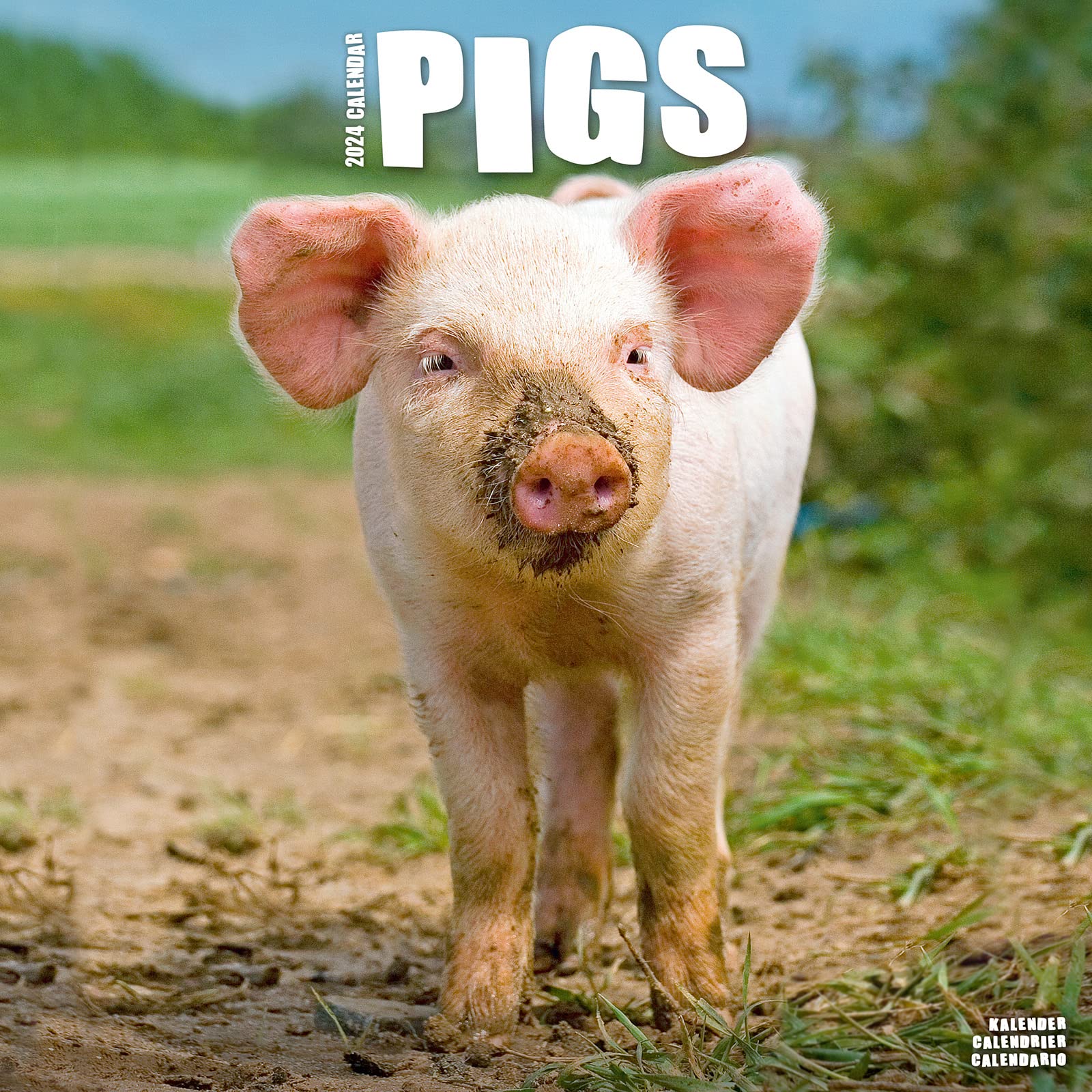 Pig Calendar - Cute Animal Calendar - Calendars 2023 - 2024 Wall ...