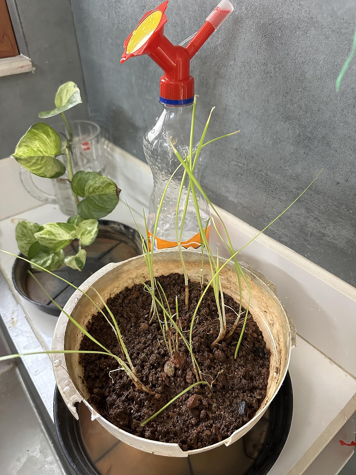 Garlic Chives/Oriental Garlic/Asian Chives Root for Live Plant : Amazon ...