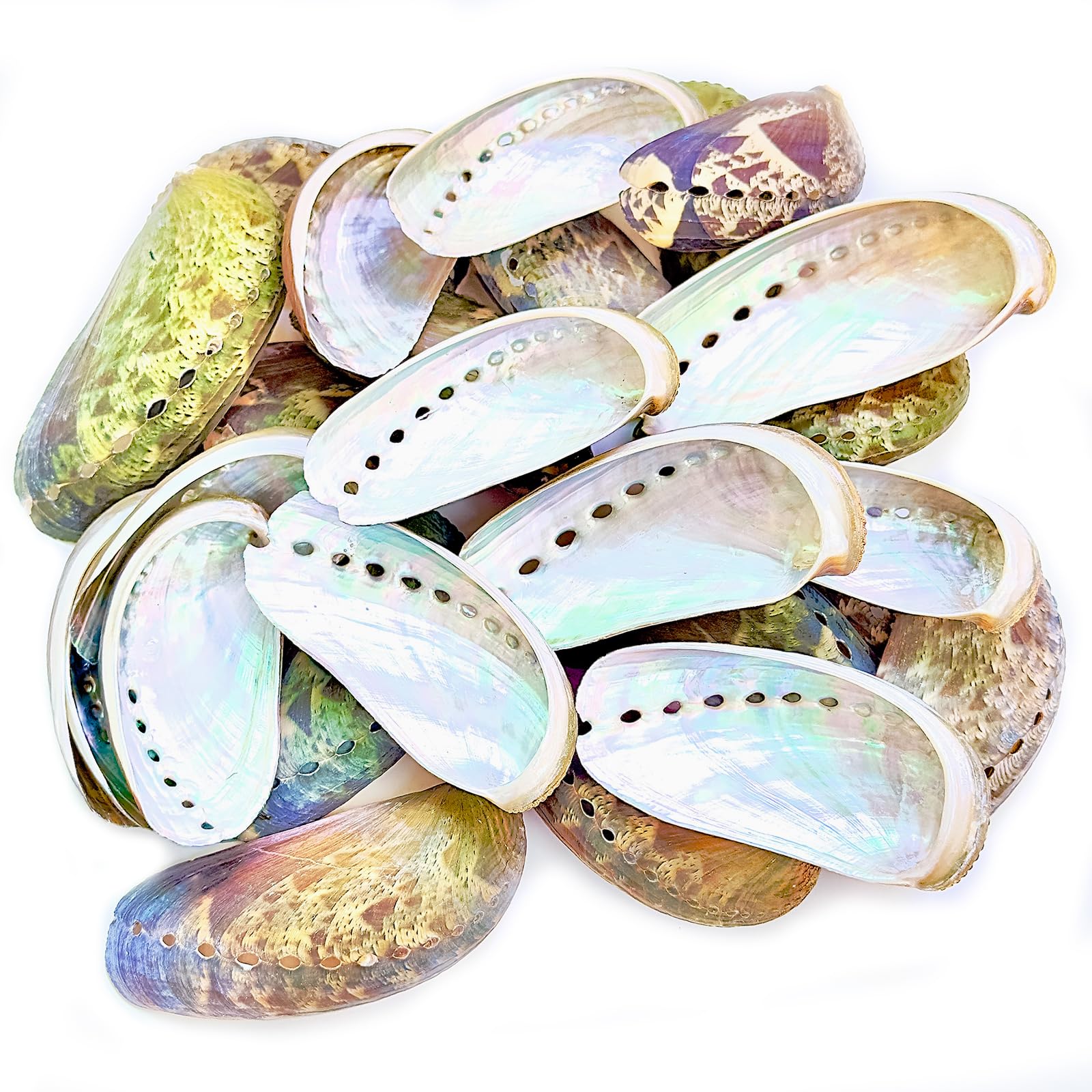 Amazon.com: Lodkksg 30pcs Green Donkey Ear Abalone Shells, Natural ...