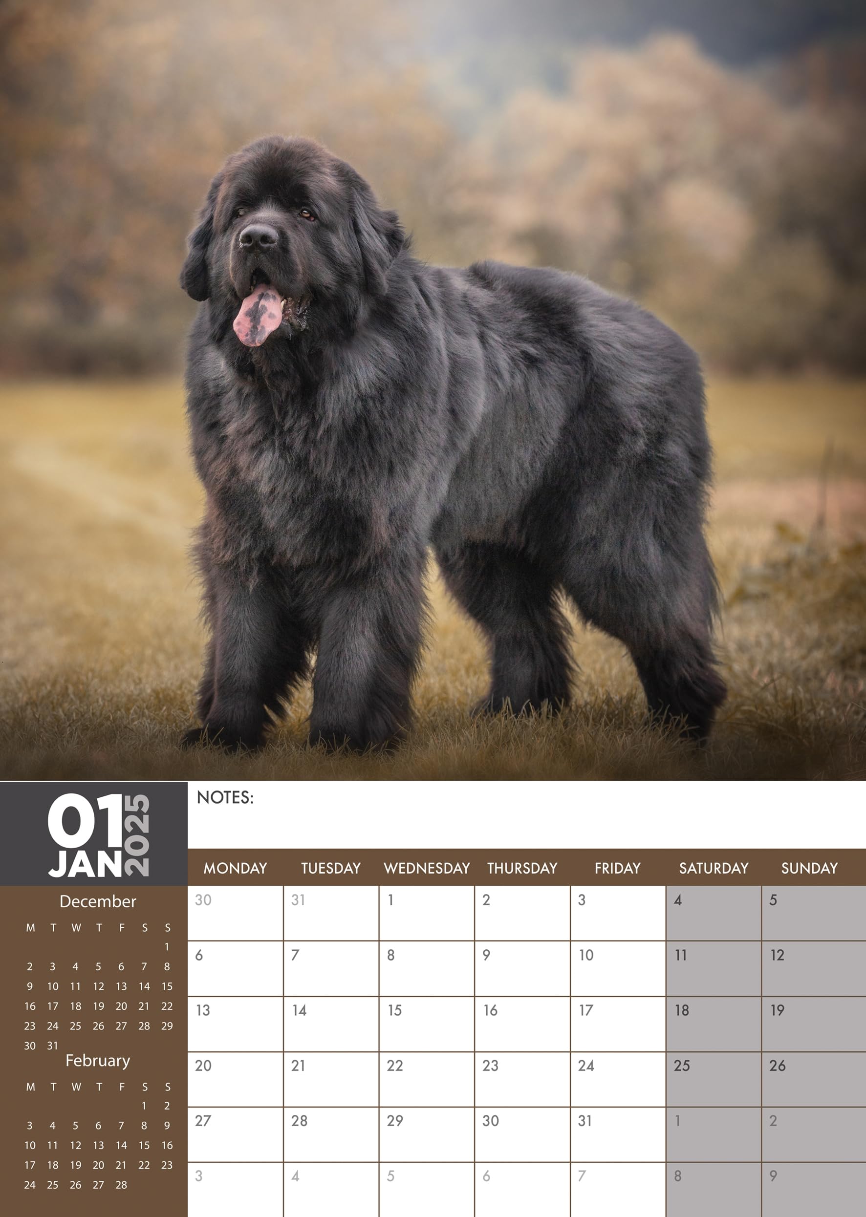 Newfoundland 2025 – A3 Size Wirobound Calendar – BigaMart