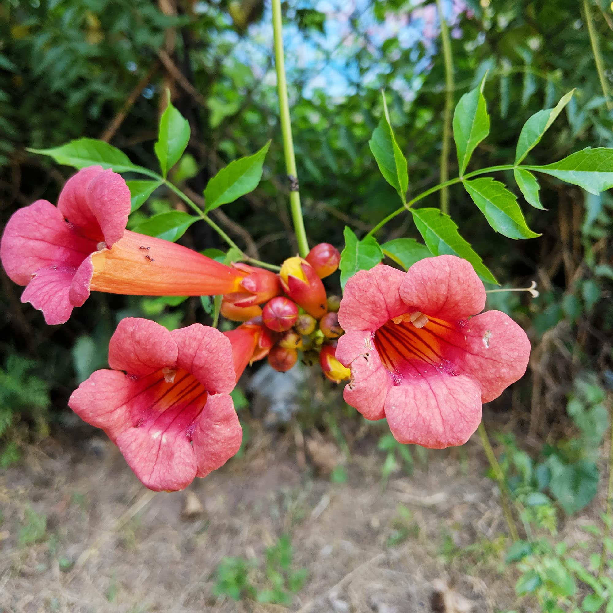 Amazon.com : Hummingbird Vine Seeds Virginia Jasmine, Trumpet Creeper ...