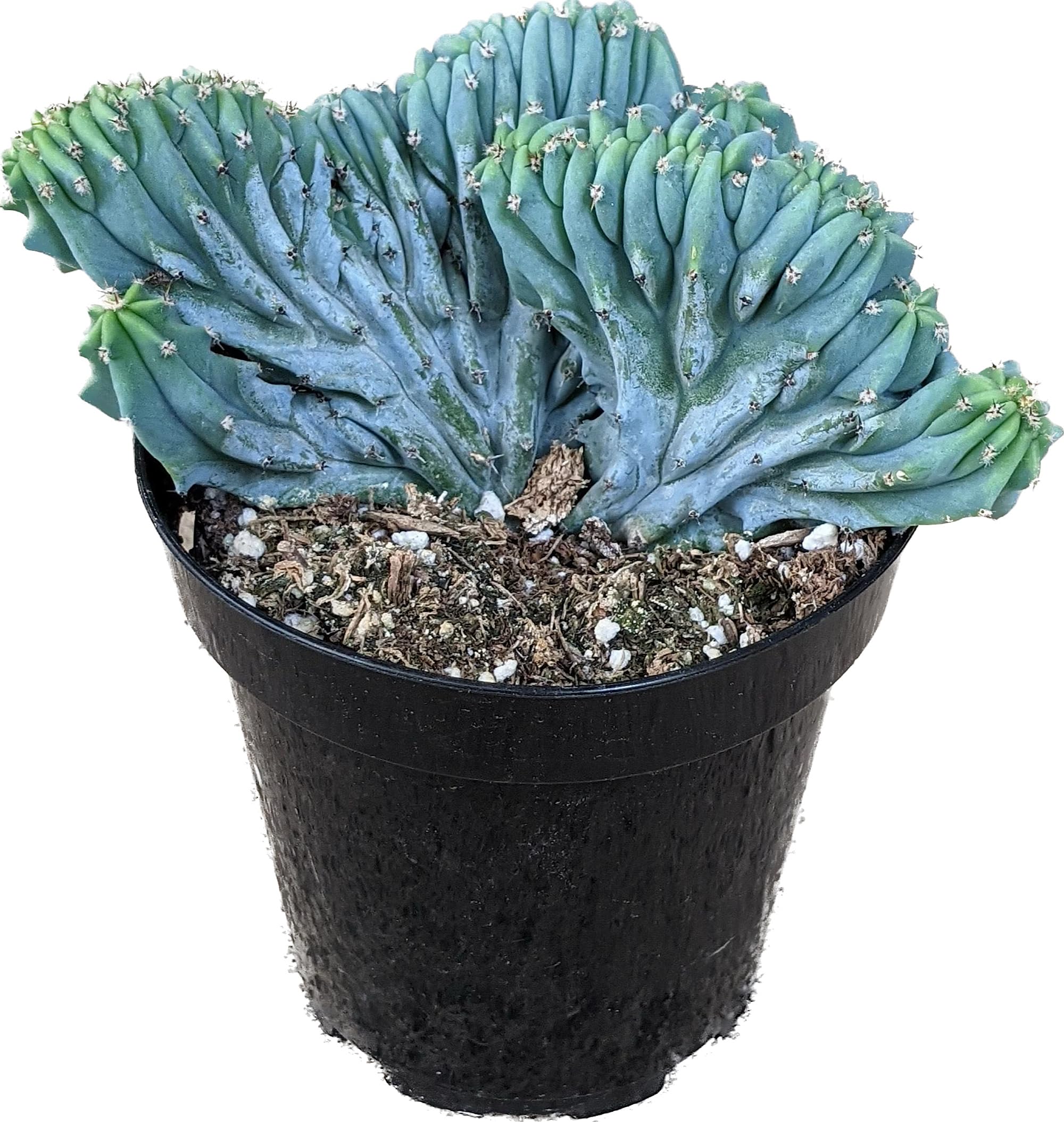 Myrtillocactus Geometrizans Cristata