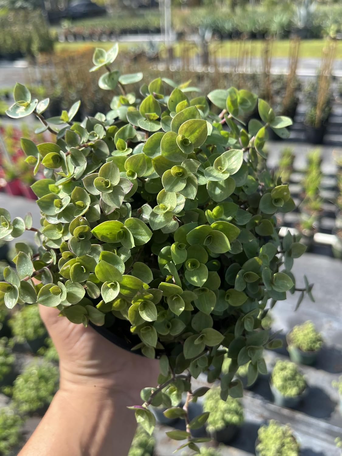 Amazon.com : Dwarf Bolivian Tradescantia in 6-Inch Pot : Patio, Lawn ...