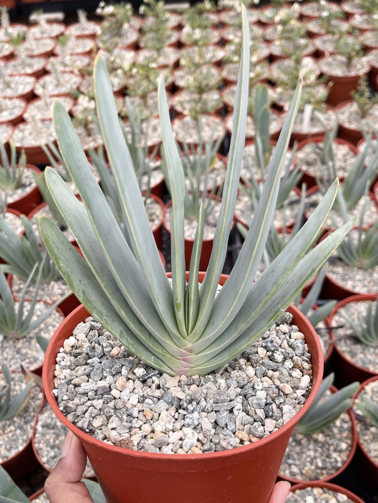 Amazon.com : Fan Aloe | Aloe Plicatilis | Kumara plicatilis | Live ...