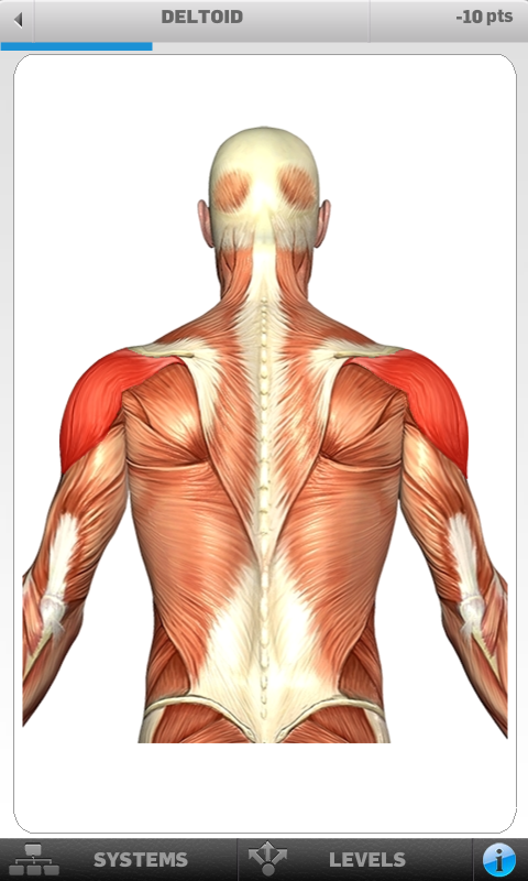 Muscles Anatomy Game Bodybuilder Mobile Game Muscle Transformation