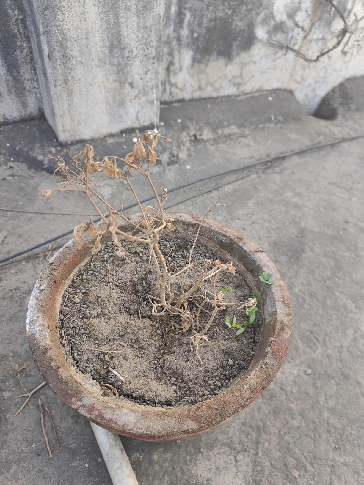 Jacaranda mimosifolia/Neel Mohar - Avenue Trees : Amazon.in: Garden ...