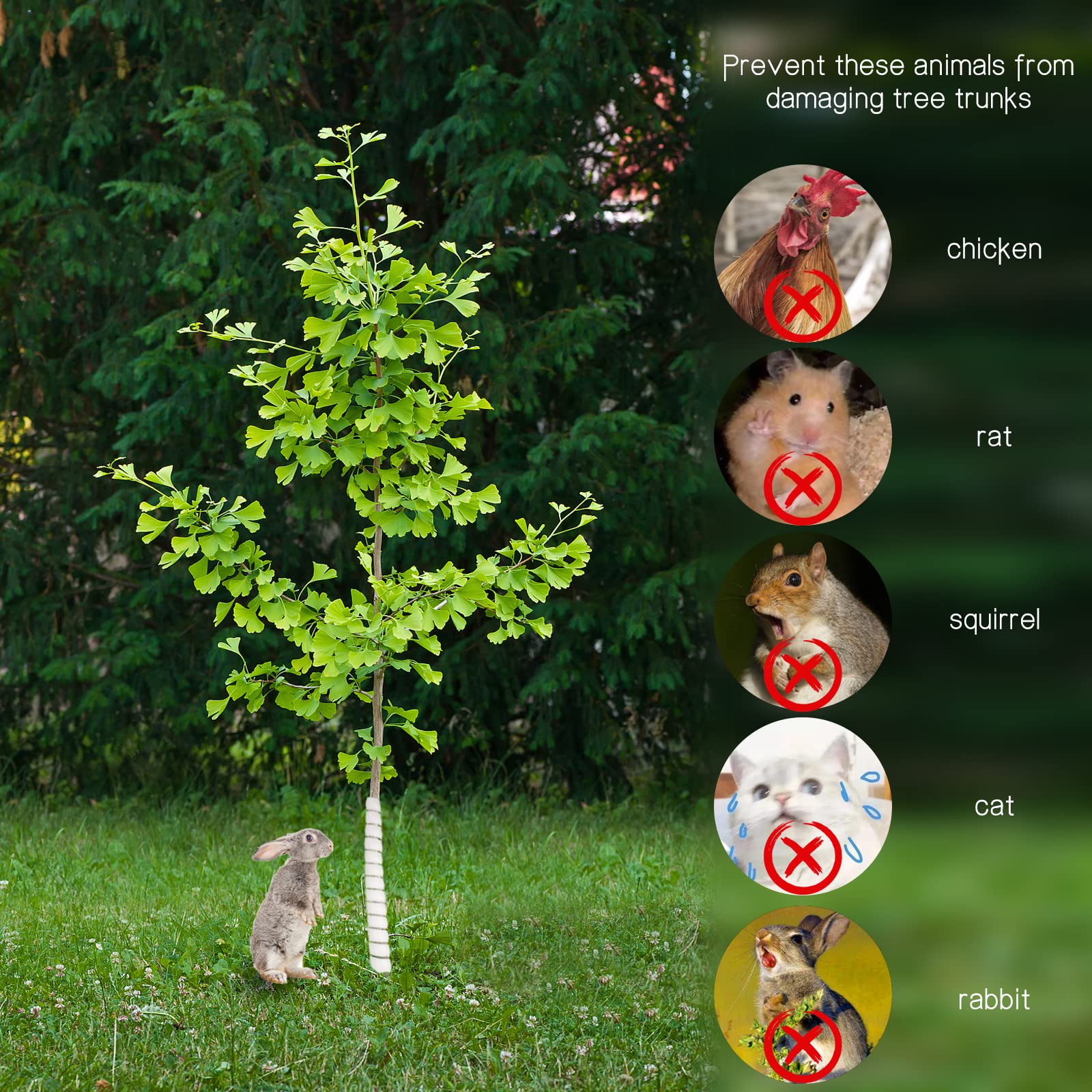 Rabbit Protection For Birch Trees