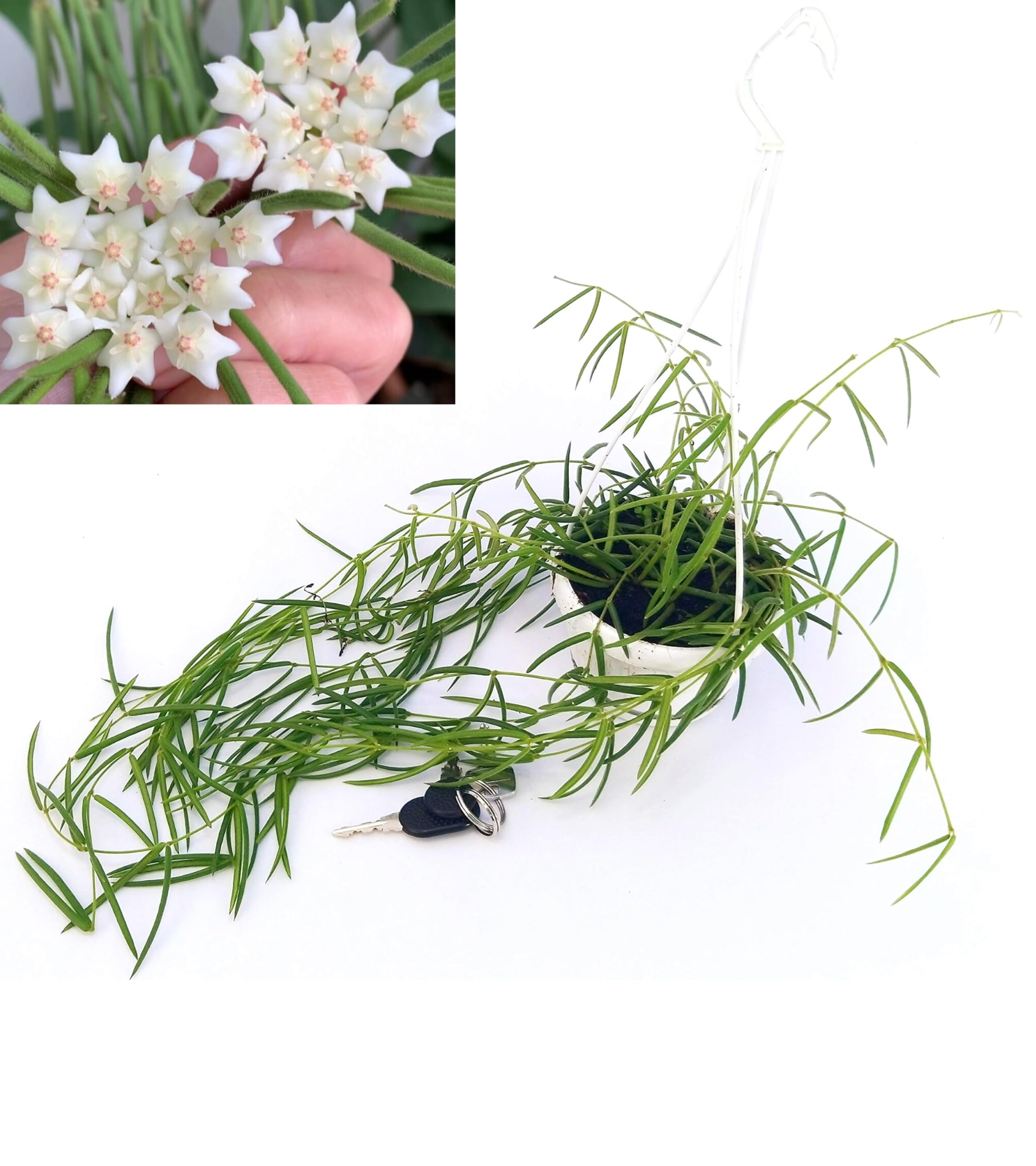 Hoya Carnosa Pianta Vera POWERS TO FLOWERS - TRADESCANTIA FLUMINENSIS ...