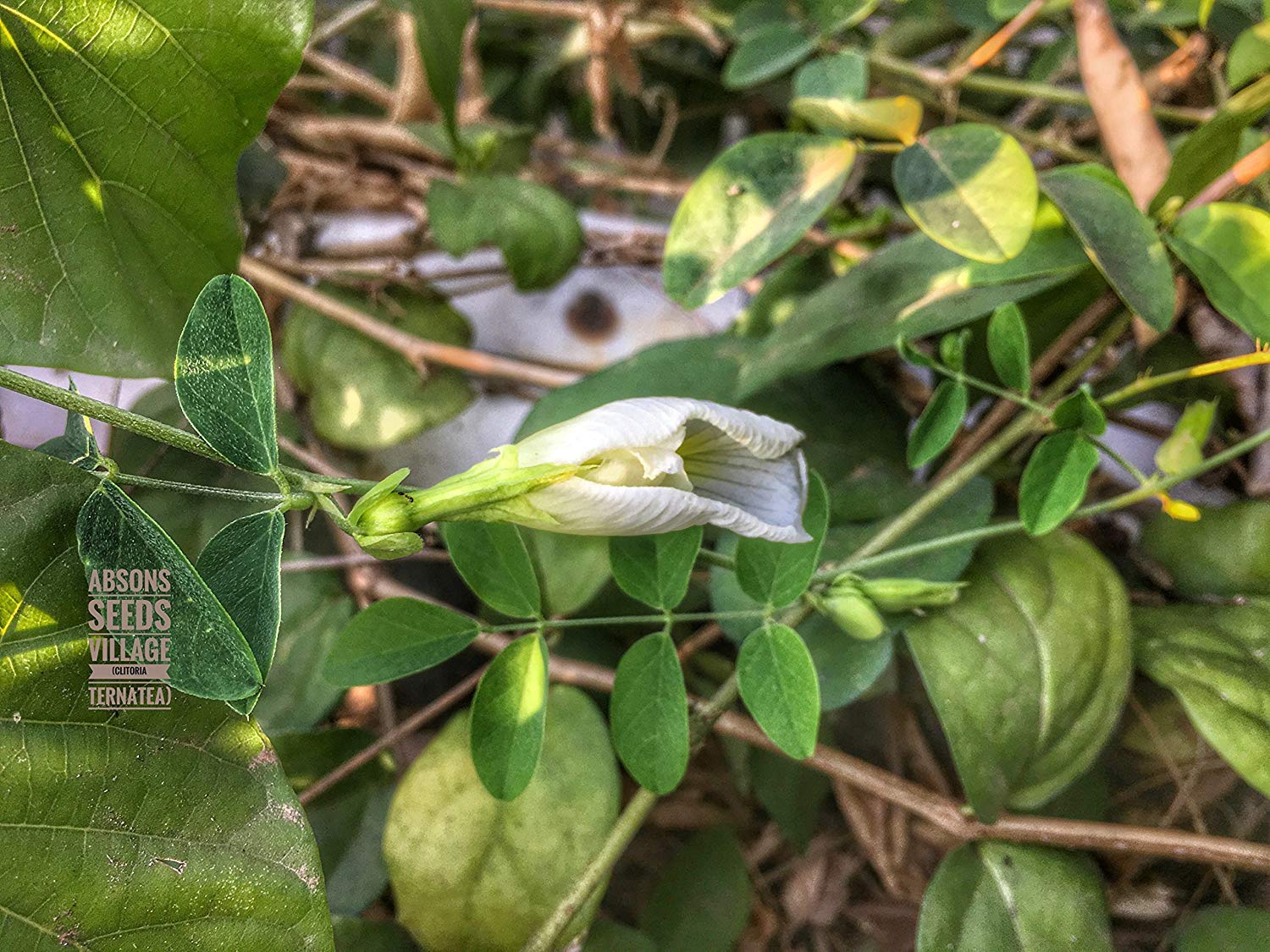 Clitoria Ternatea Leaf