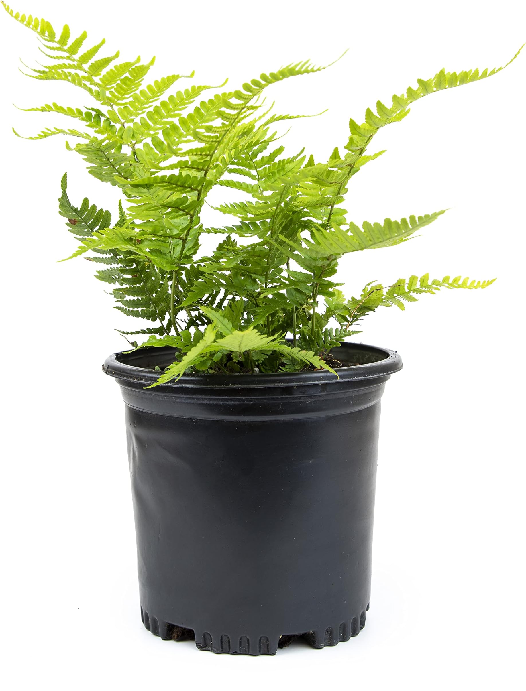 Amazon.com : Perennial Farm Marketplace Dryopteris erythrosora ...
