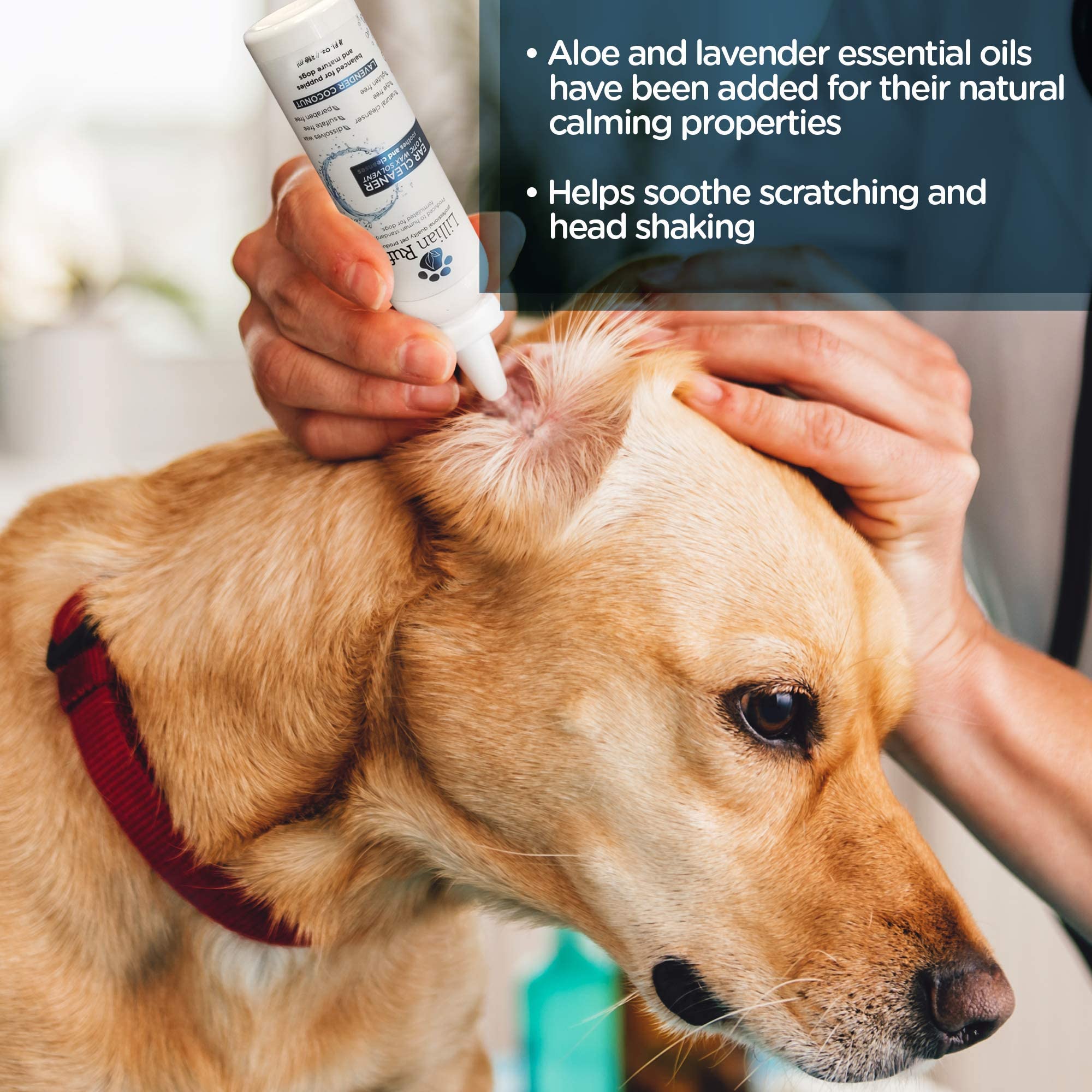 Are Dogs Ears Sensitive