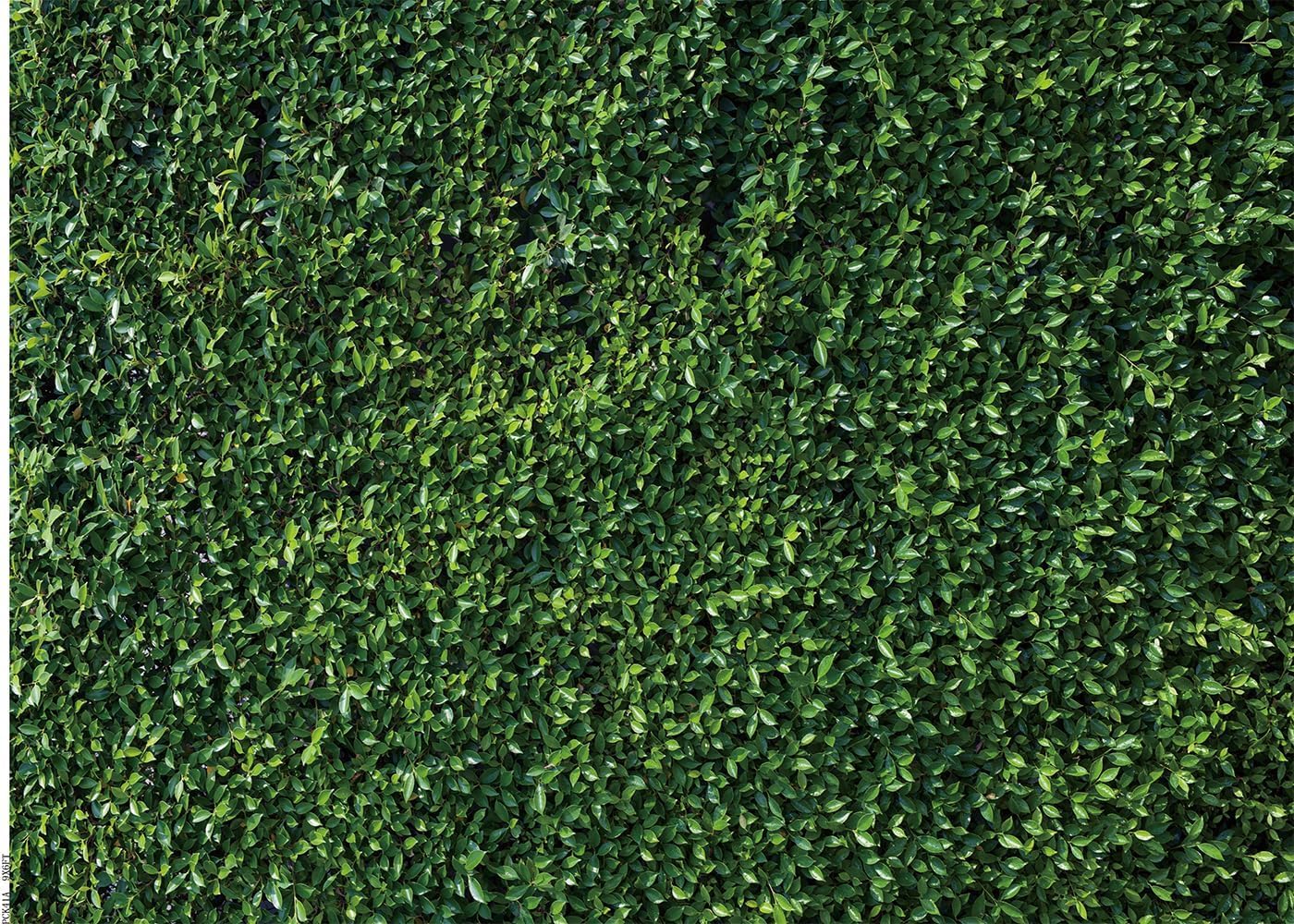Amazon.com : WOLADA 5x7FT Green Backdrop Greenery Wall Backdrop Green ...