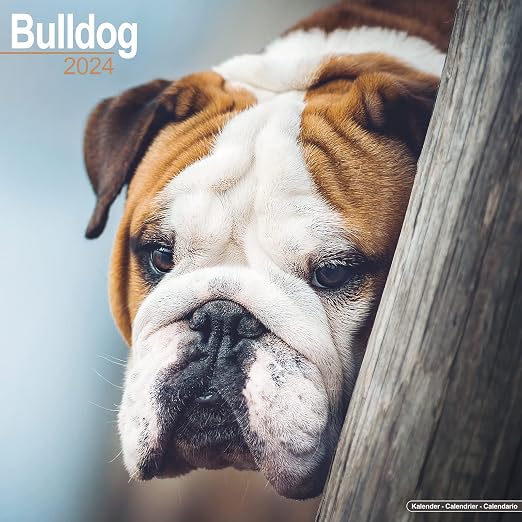 English Bulldog Calendar - Dog Breed Calendars - 2023 - 2024 wall ...