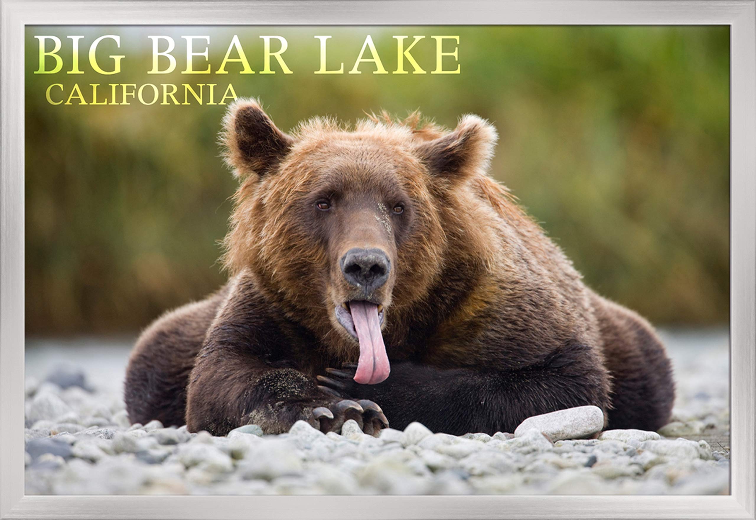Big Grizzly Bear