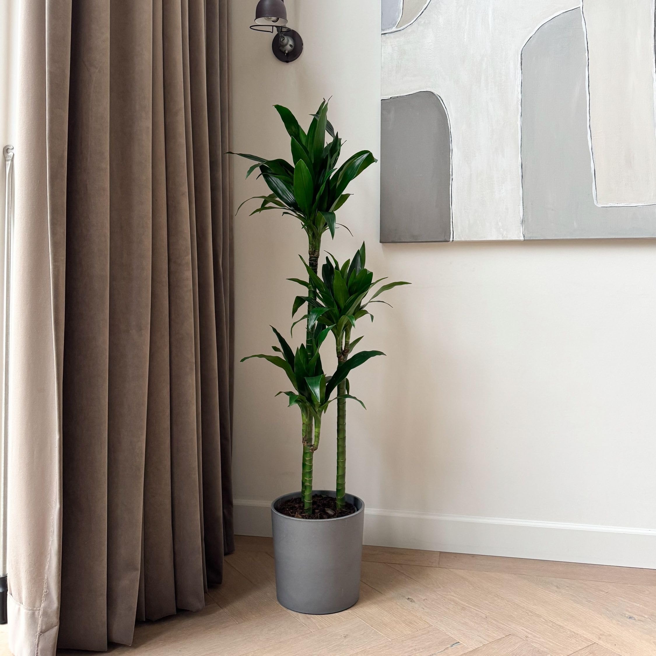 Janet Craig Plant Tall Dracaena Janet Craig About 6 Ft Tall