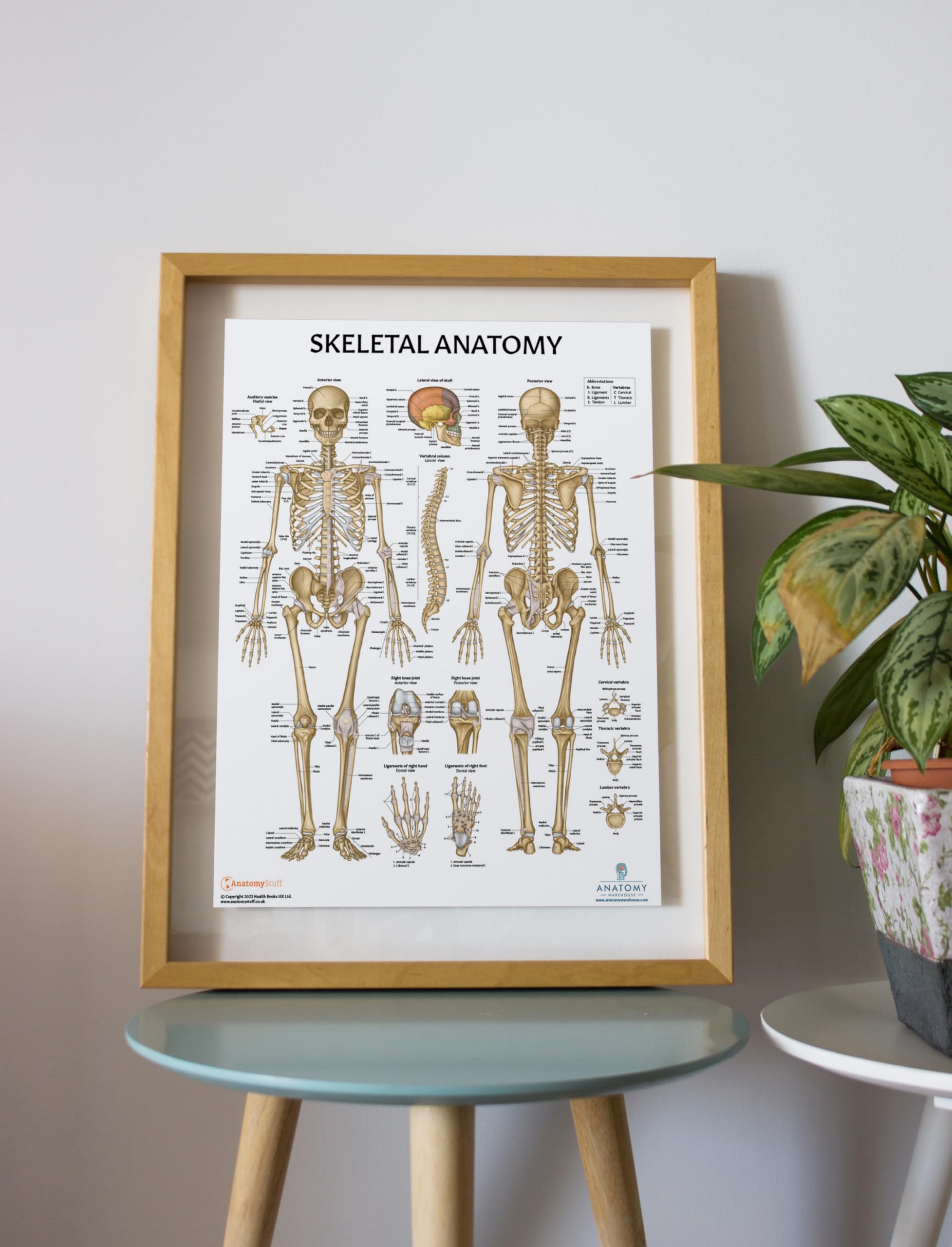 Snapklik.com : Skeletal System Poster, 17.3 X 22.5 Inches, Laminated, Anatomically Accurate ...
