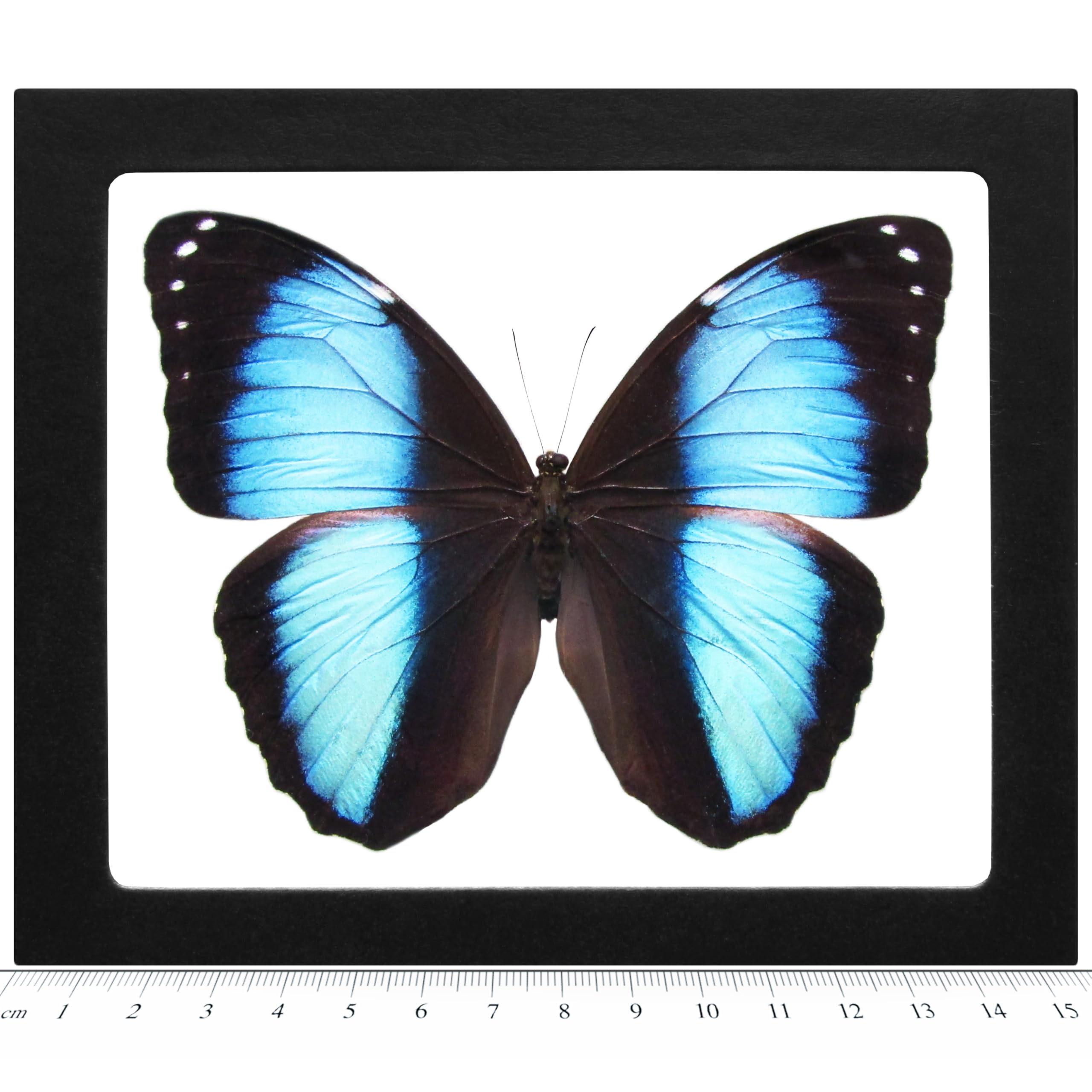 Morpho Achilles Amazon.com: The Achilles Morpho Butterfly (Morpho