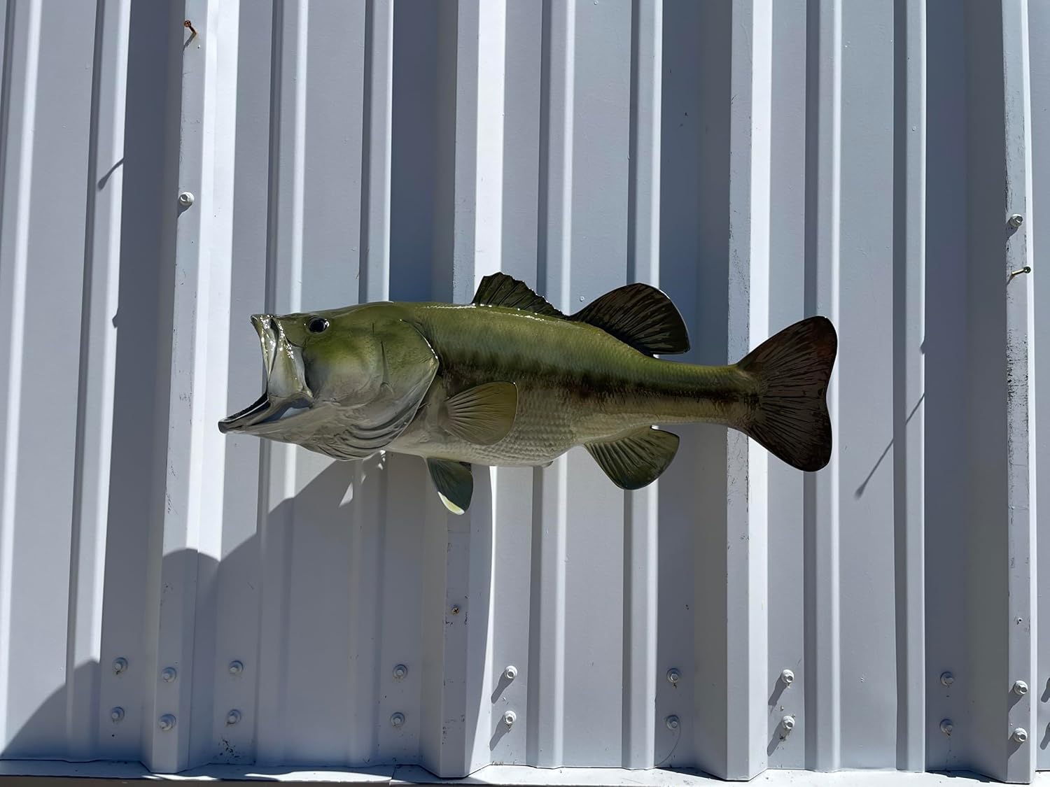Amazon.com: 24" Largemouth Bass Two Sided Fish Mount Replica ...