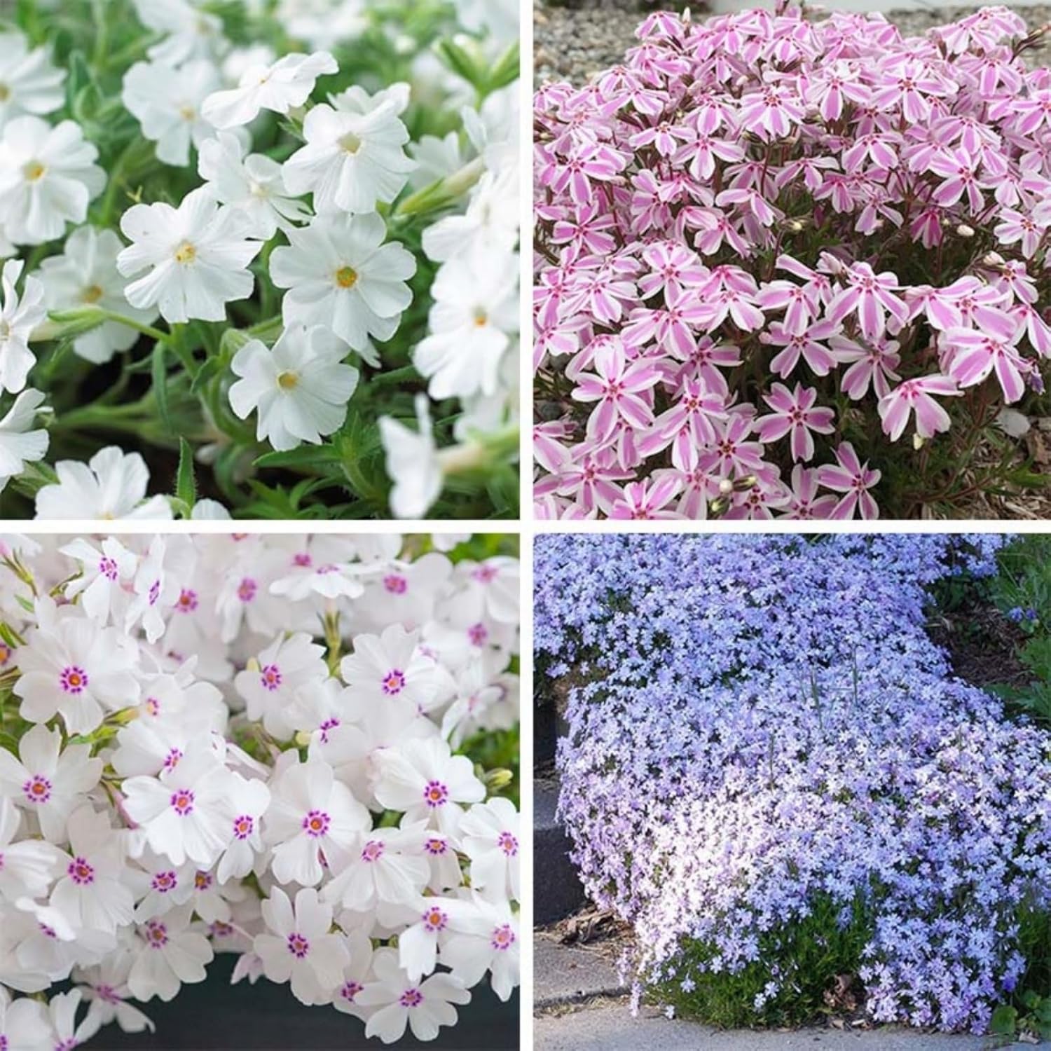 Amazon.com : 1000+ Creeping Phlox Seeds for Planting - Bright Phlox ...