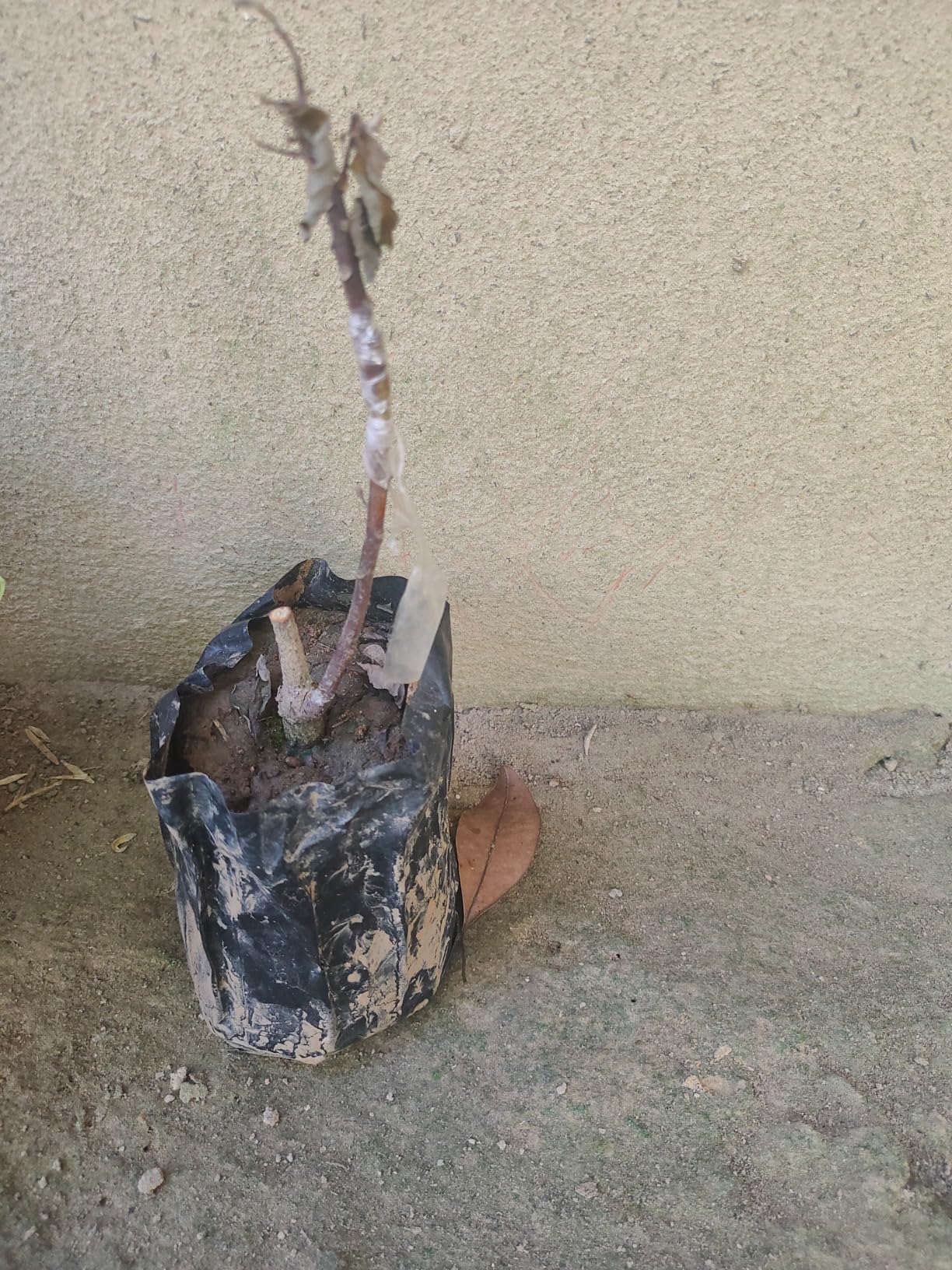 Natura GreenHouse Original Grafted Avocado Lamb Hass Butter Fruit ...