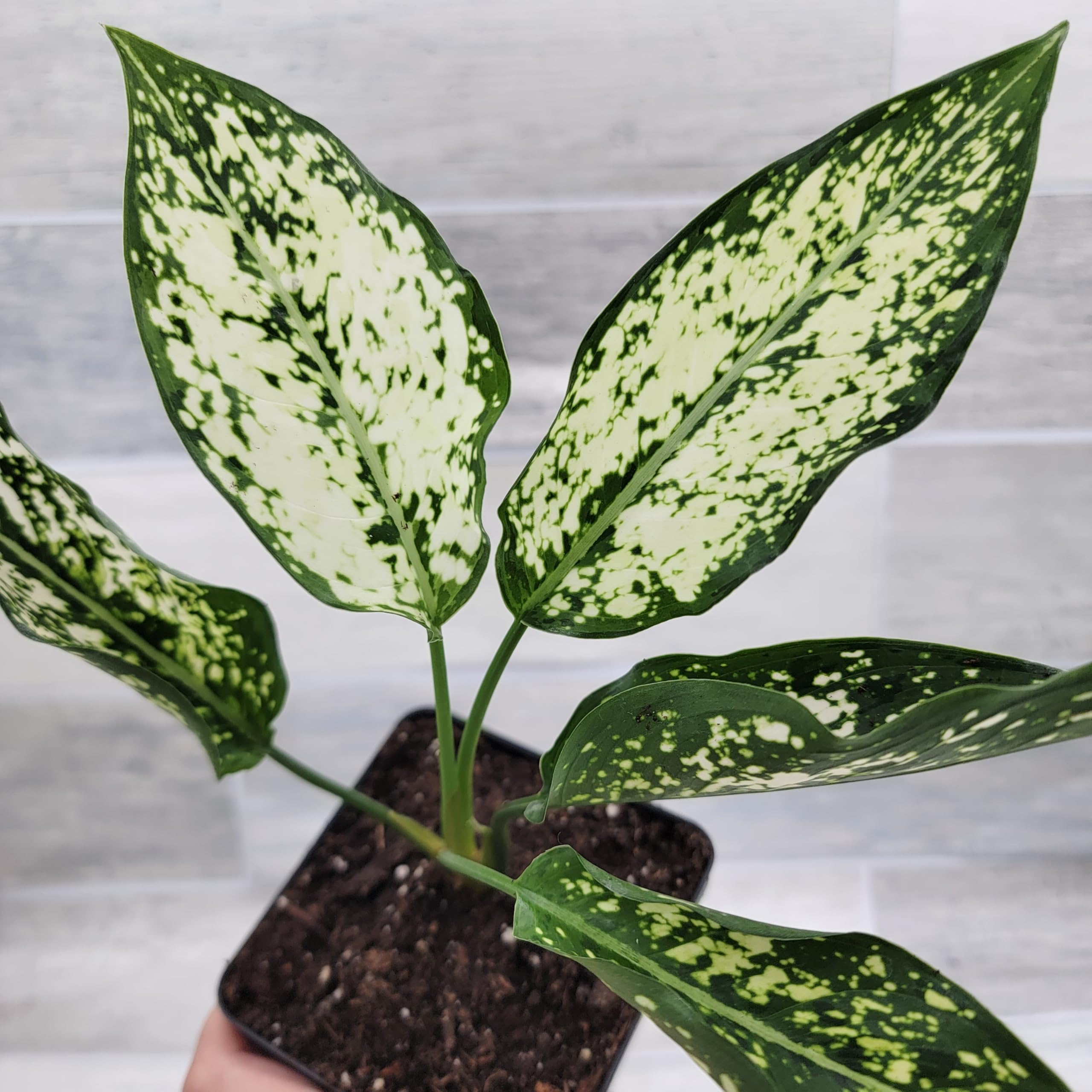 Amazon.com : Aglaonema Spring Snow aka Aglaonema Osaka, Aglaonema ...