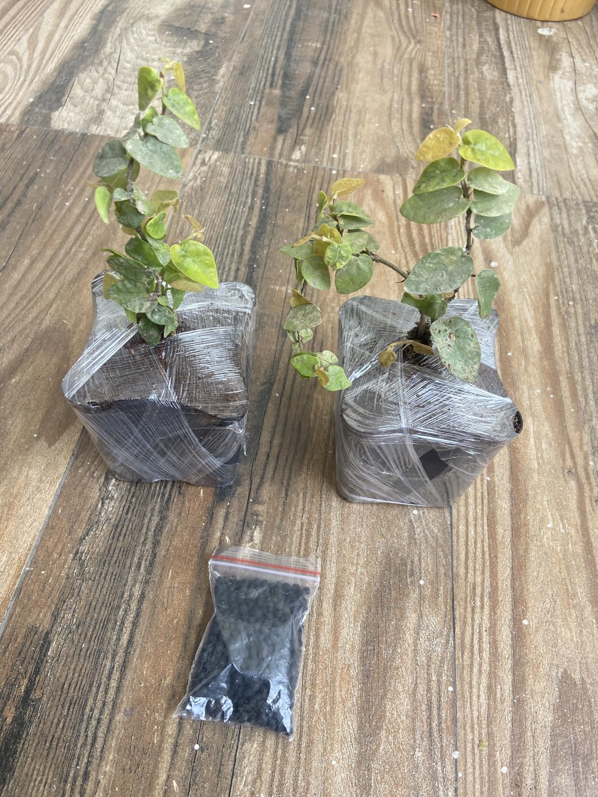 Growing Plants Chipkali Bel Plant (Ficus repens), Creeper Plants ...