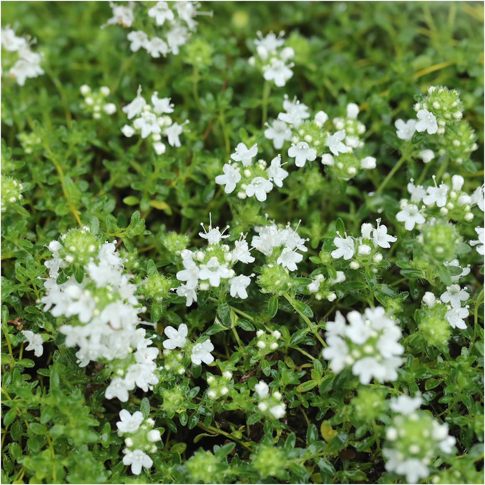 Thyme Snowdrift herb Plant Aromatic Leaves White Flowers Summer Loved ...