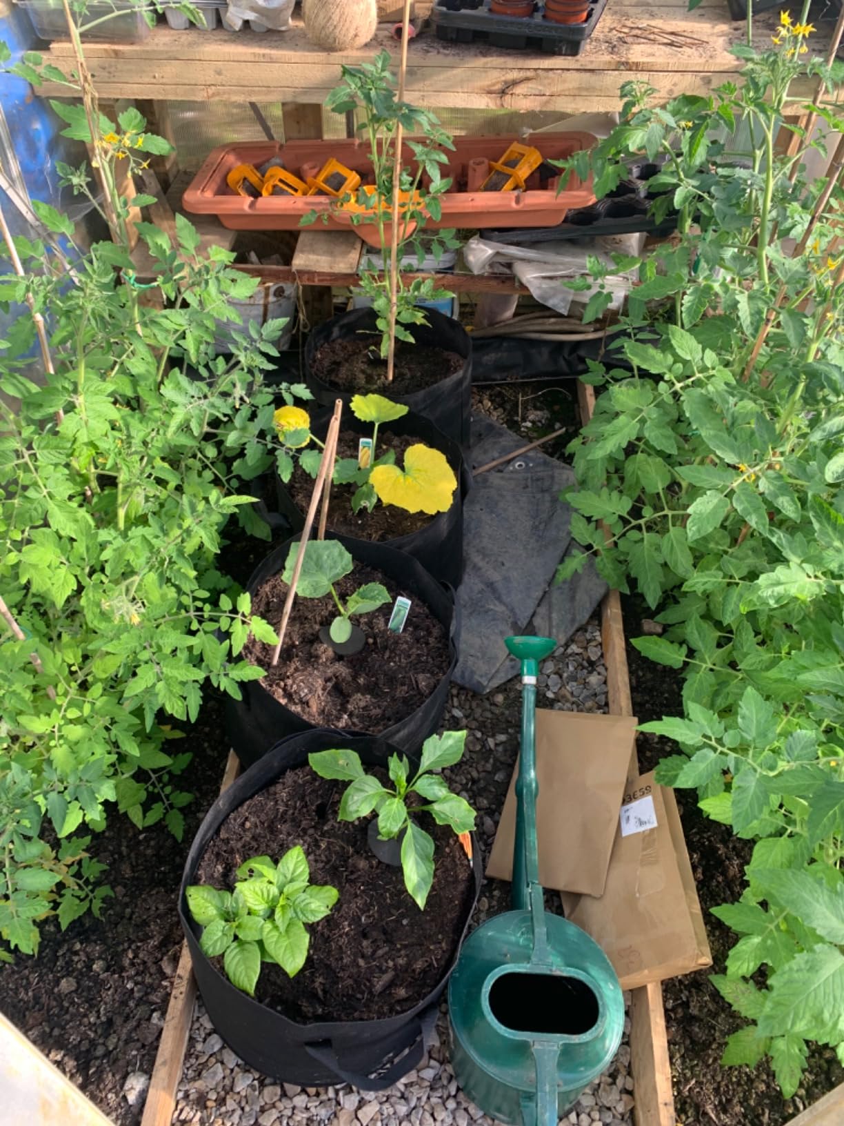 Greenology 10-Gallon Pack of 5 Root Control Greenhouse Plant Grow Bags ...