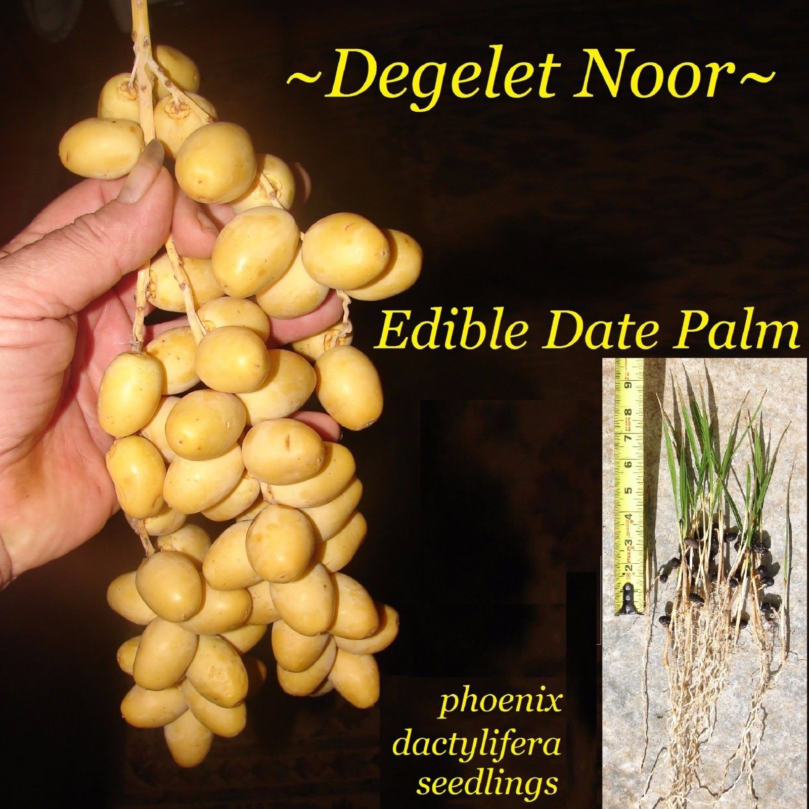 Buy AchmadAnam - Tree Edible Date Palm ~Degelet Noor~ Phoenix ...