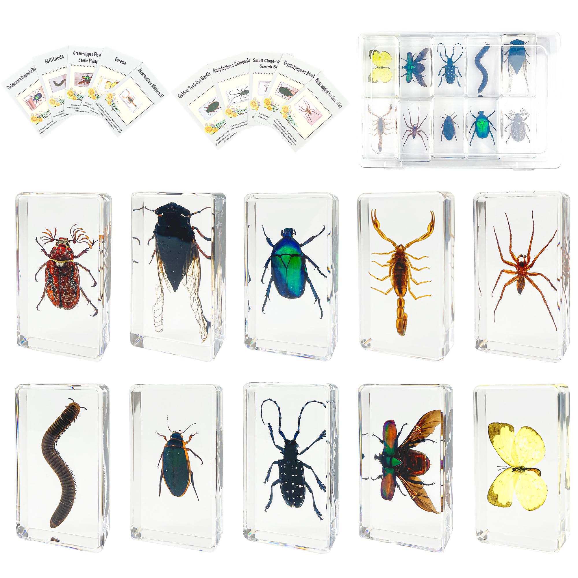 Amazon.com: Homwaii Bugs Insect in Resin for Science Classroom ...
