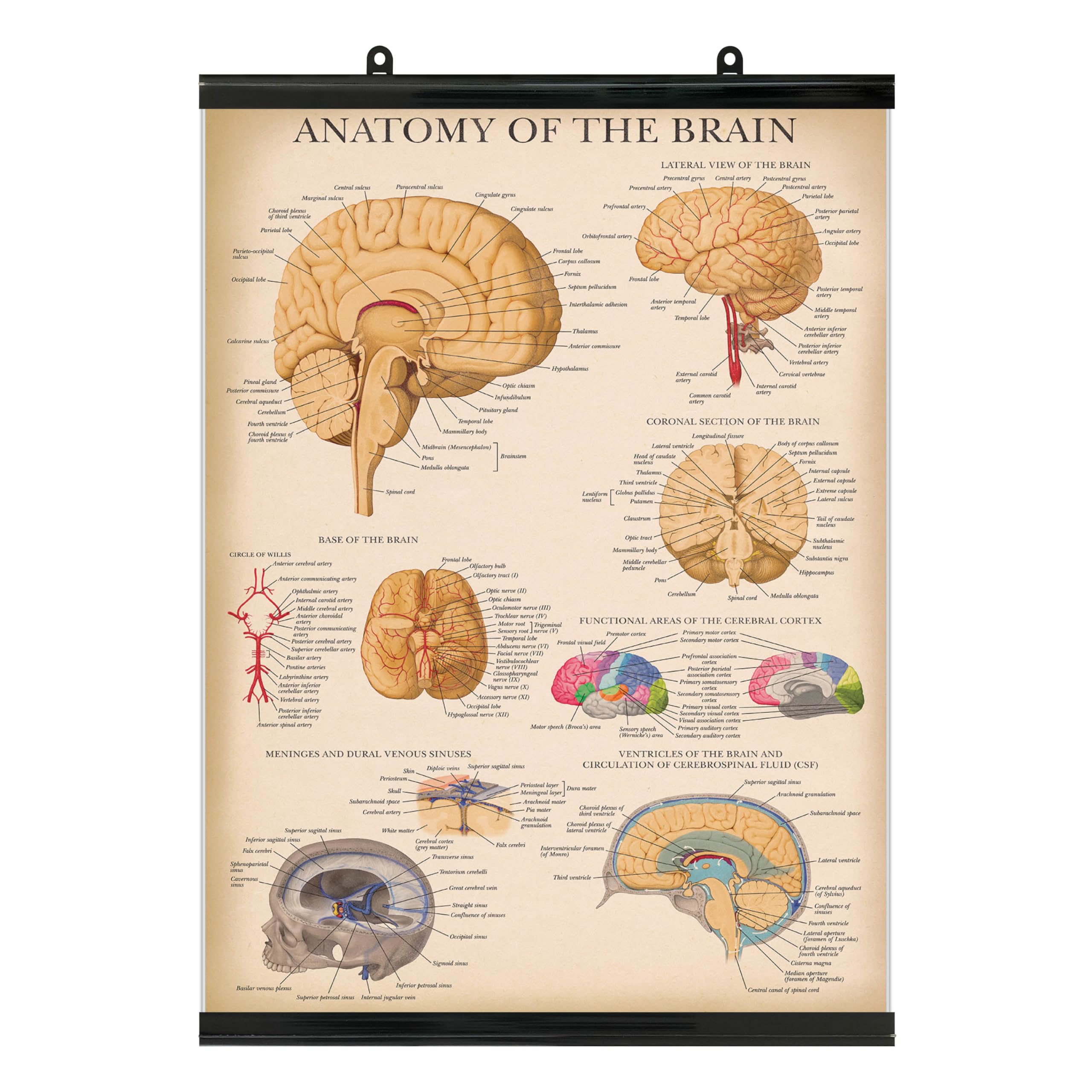 Palace Learning Vintage Brain Anatomy Poster - Laminated with Plastic ...