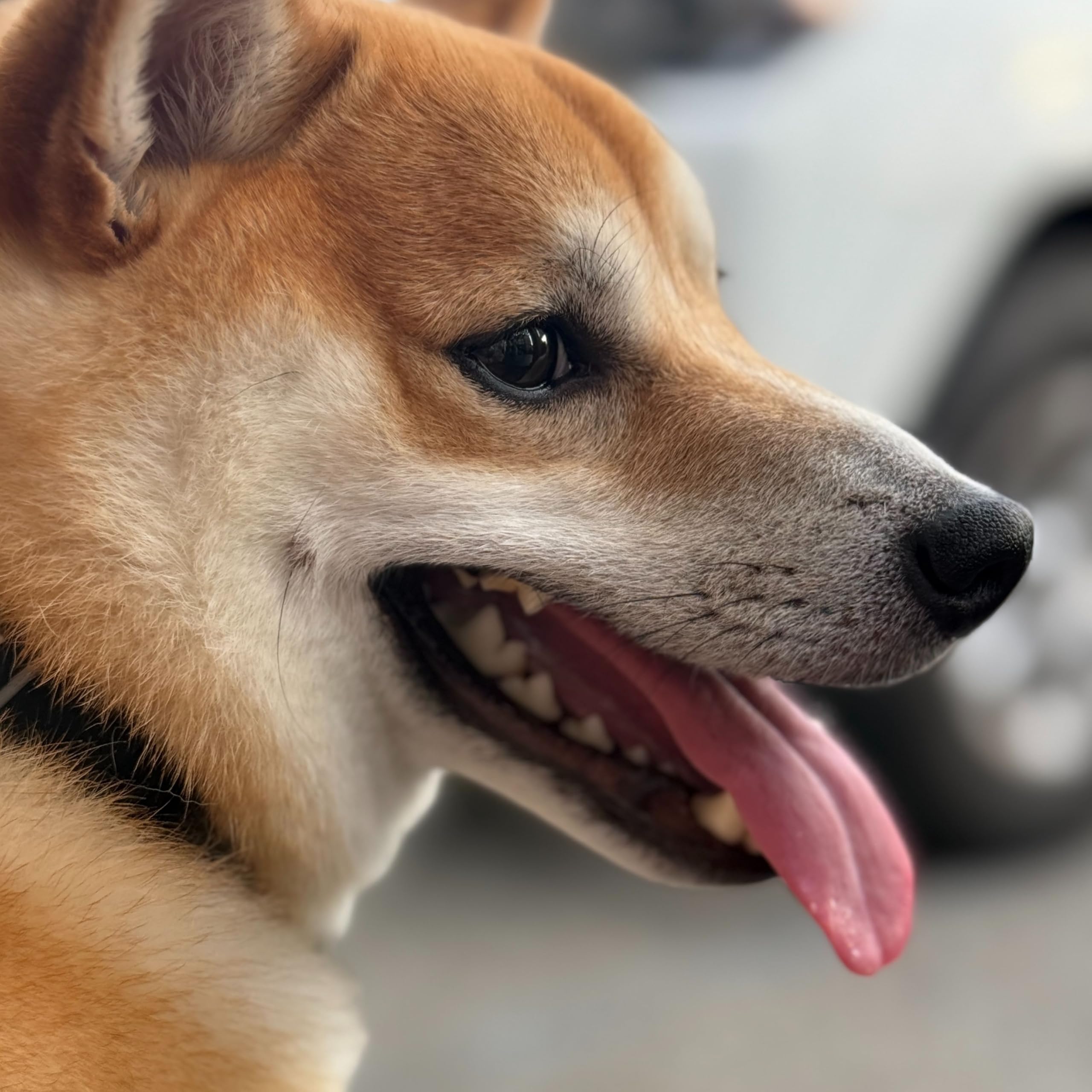 Love Again [Explicit] song by Dua Lipa from love songs [Explicit] on ...