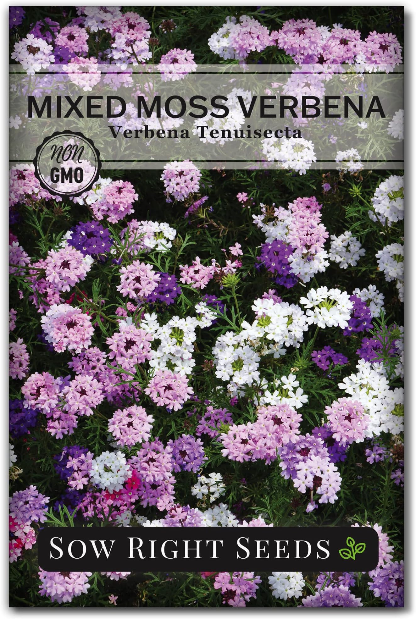 Amazon.com : UtopiaSeeds Moss Verbena Seeds Mixed Colors - Ground Cover ...