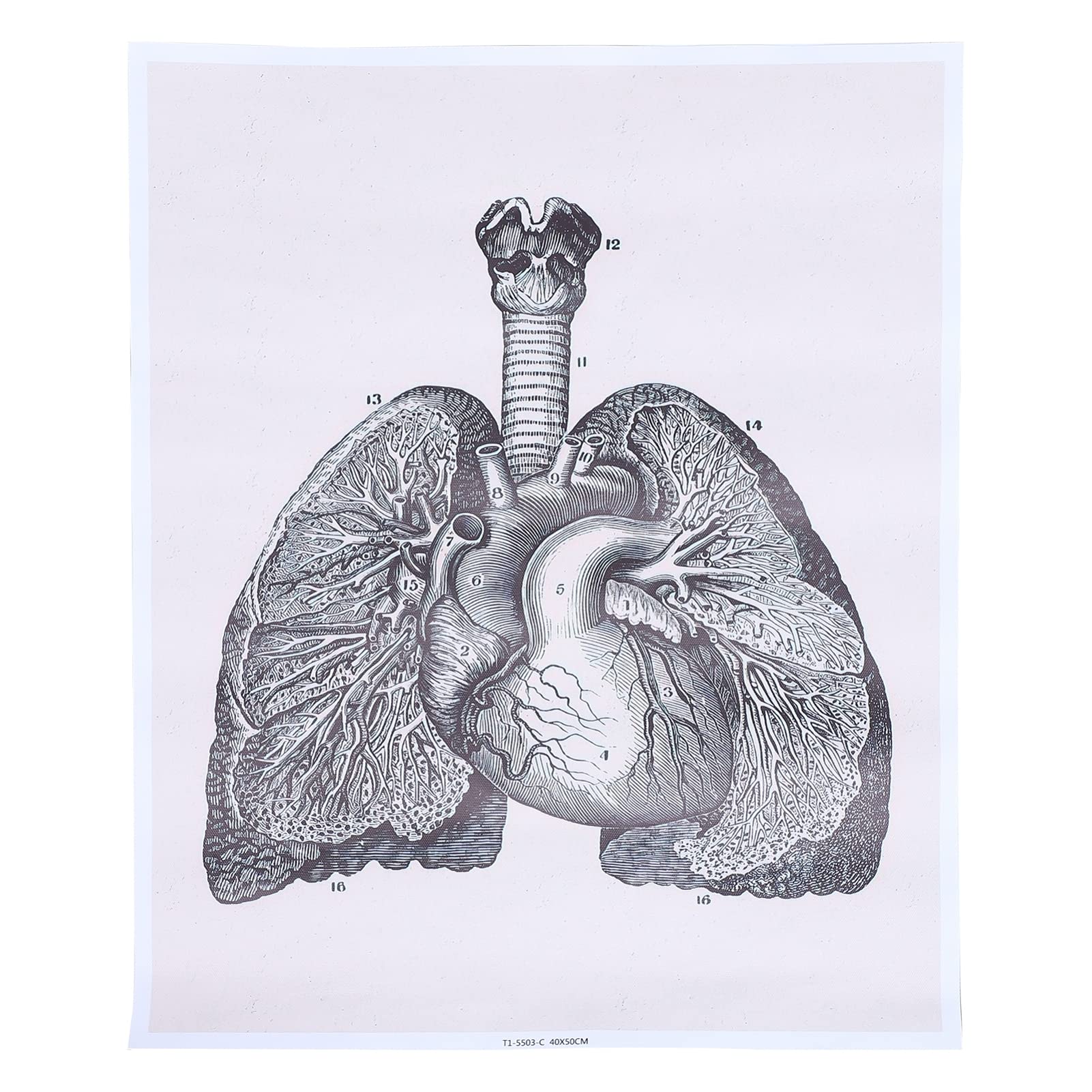 Pencil Drawing Human Heart