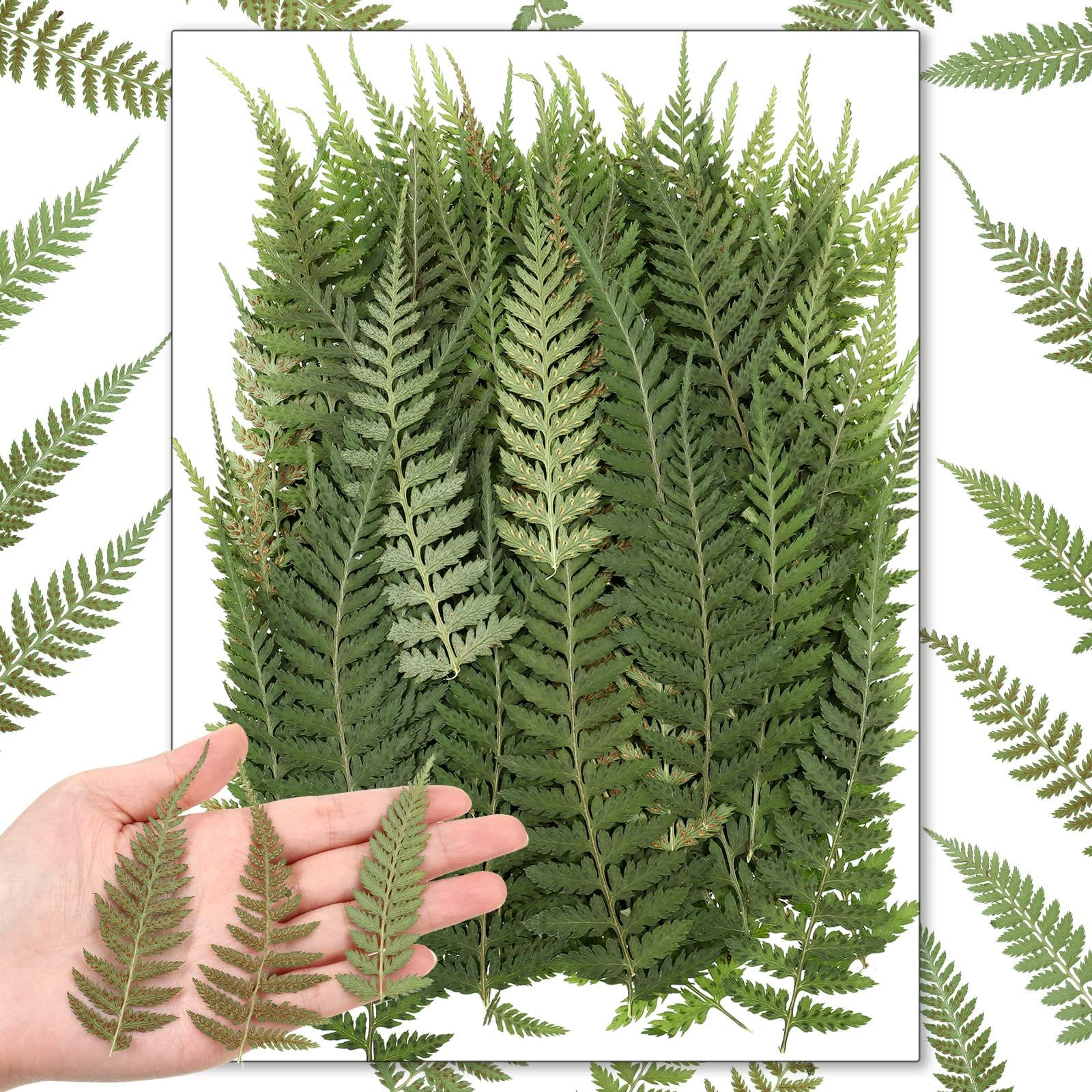 Amazon.com: Fabbay 200 Pcs Pressed Dried Flowers Leaves Real Natural ...