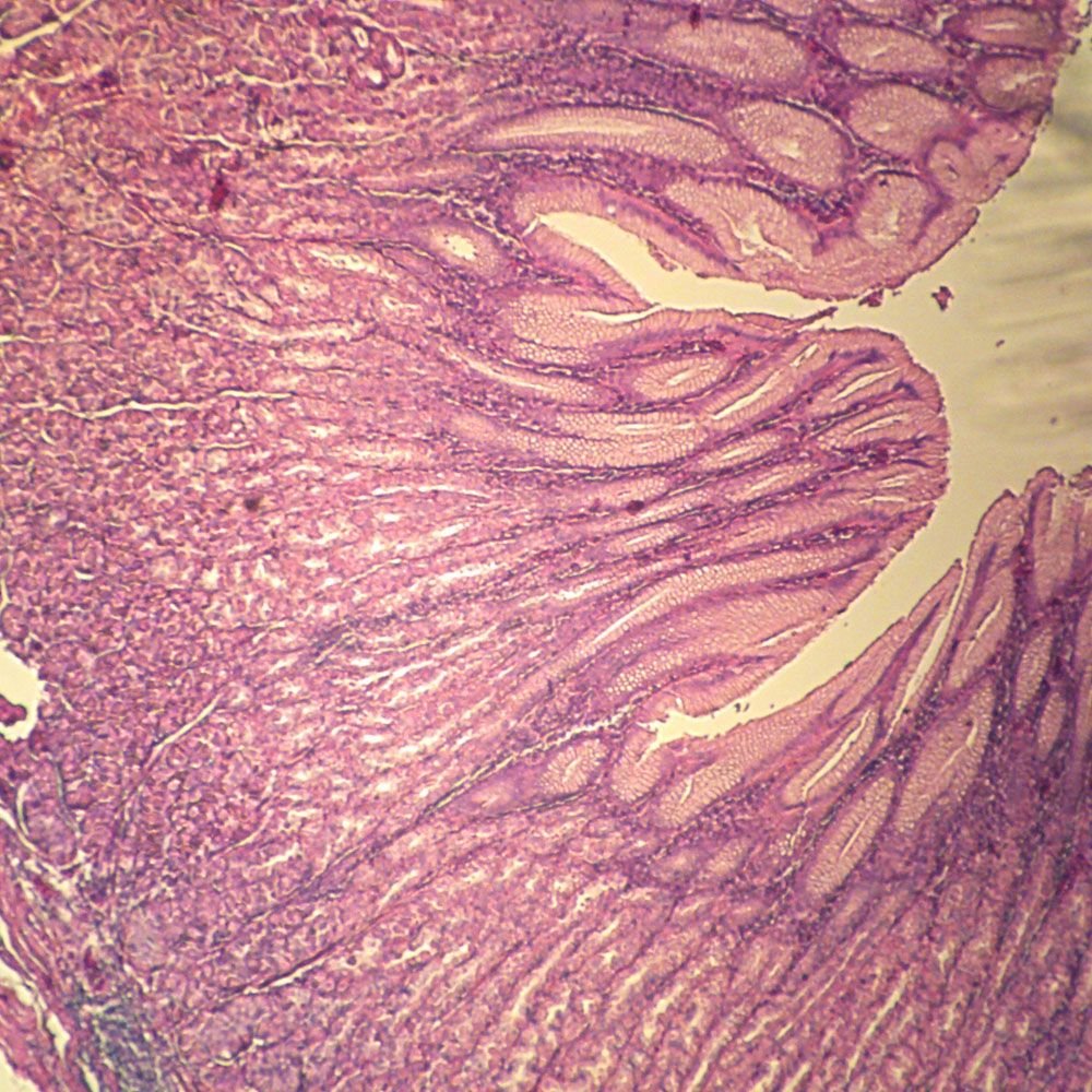 Stomach Microscope Slide