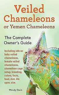Understanding How And Why Veiled Chameleons Change Color | PetShun