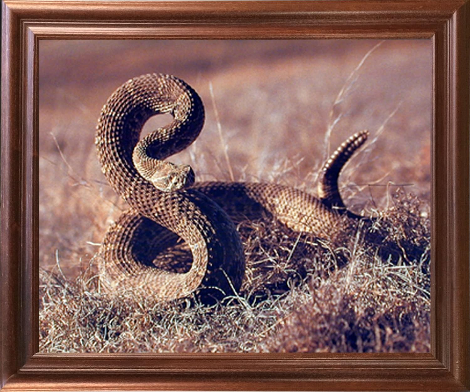 Amazon.com: Framed Wall Decor Picture Wild Rattlesnake Desert Animal ...